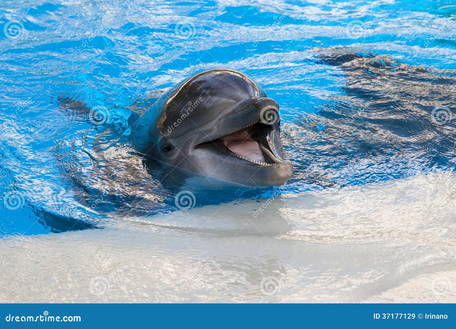 Bebé del delfín imagen de archivo. Imagen de agua, cara - 37177129