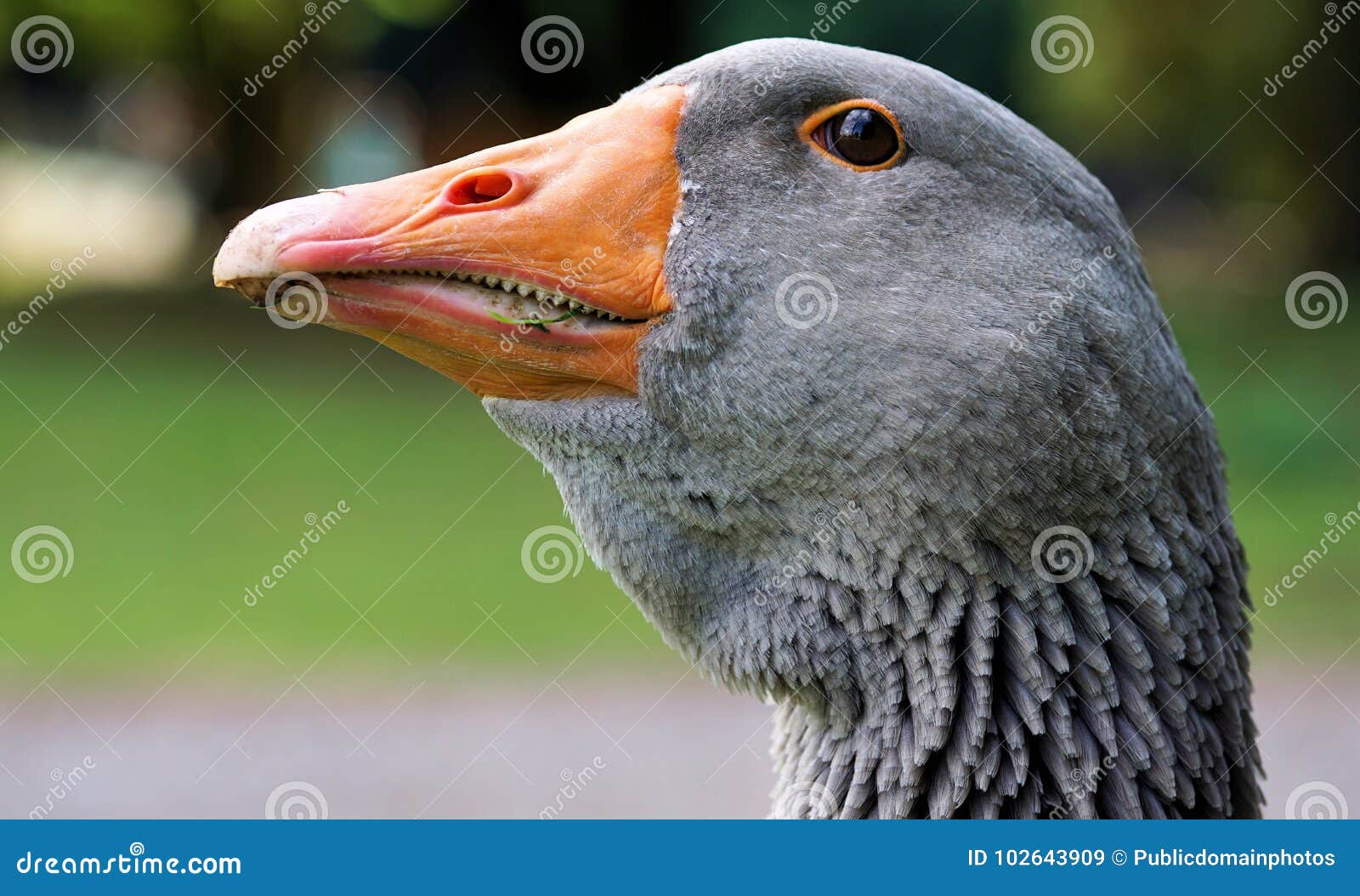 Bec, Oiseau, Oiseau D'eau, Faune Picture. Image: 102643909