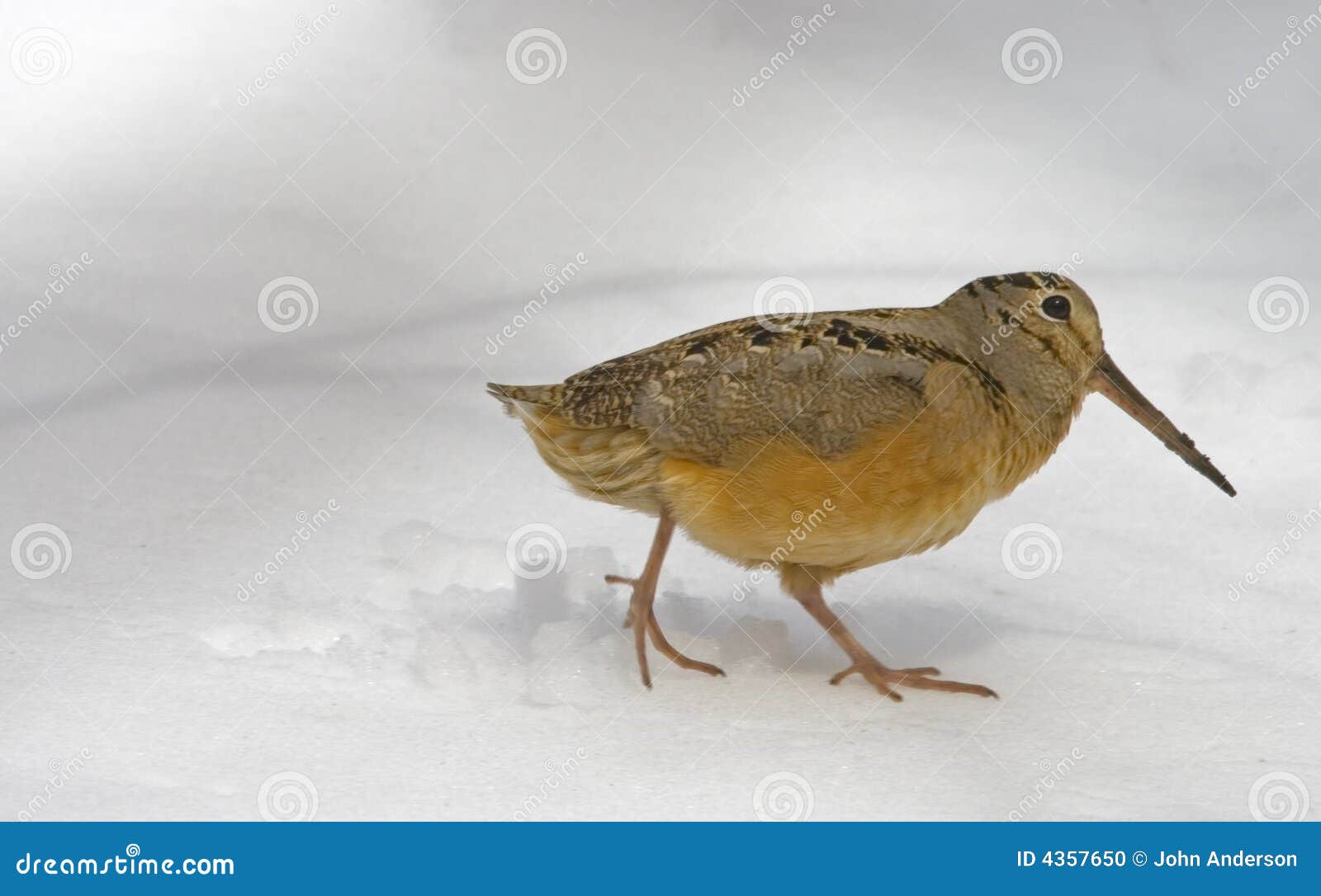 Beccaccia fotografia stock. Immagine di piume, parco, animale - 4357650