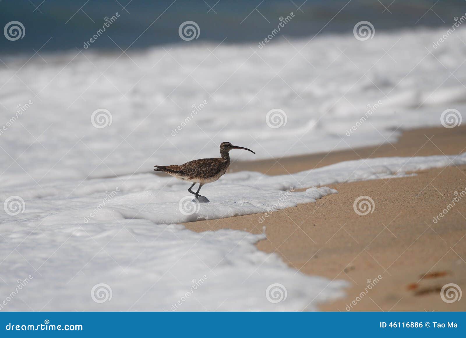Beccaccia americana fotografia stock. Immagine di uccello - 46116886