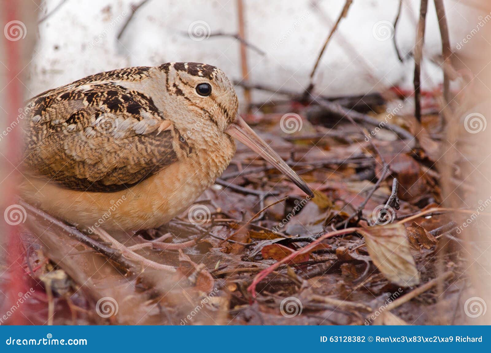 Beccaccia americana fotografia stock. Immagine di animale - 63128382