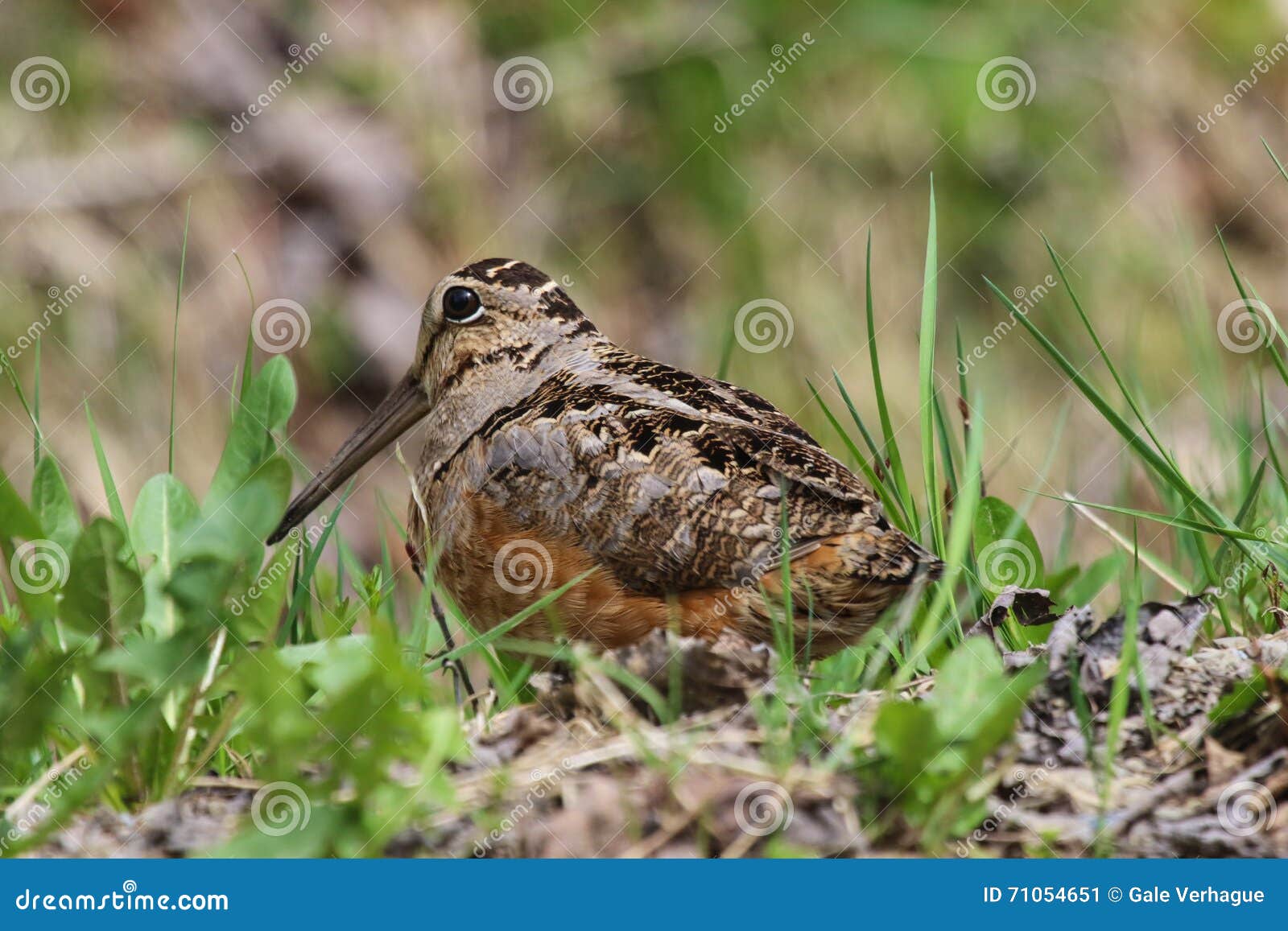 Beccaccia americana immagine stock. Immagine di occhio - 71054651