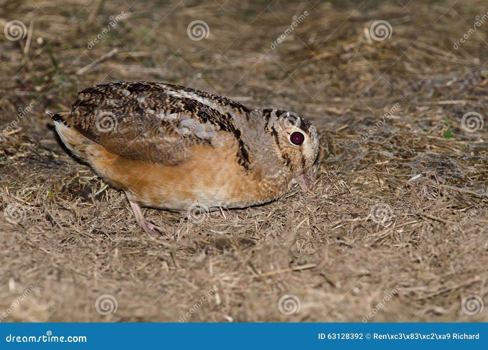 Beccaccia Americana Foraggiare Fotografia Stock - Immagine di uccello ...