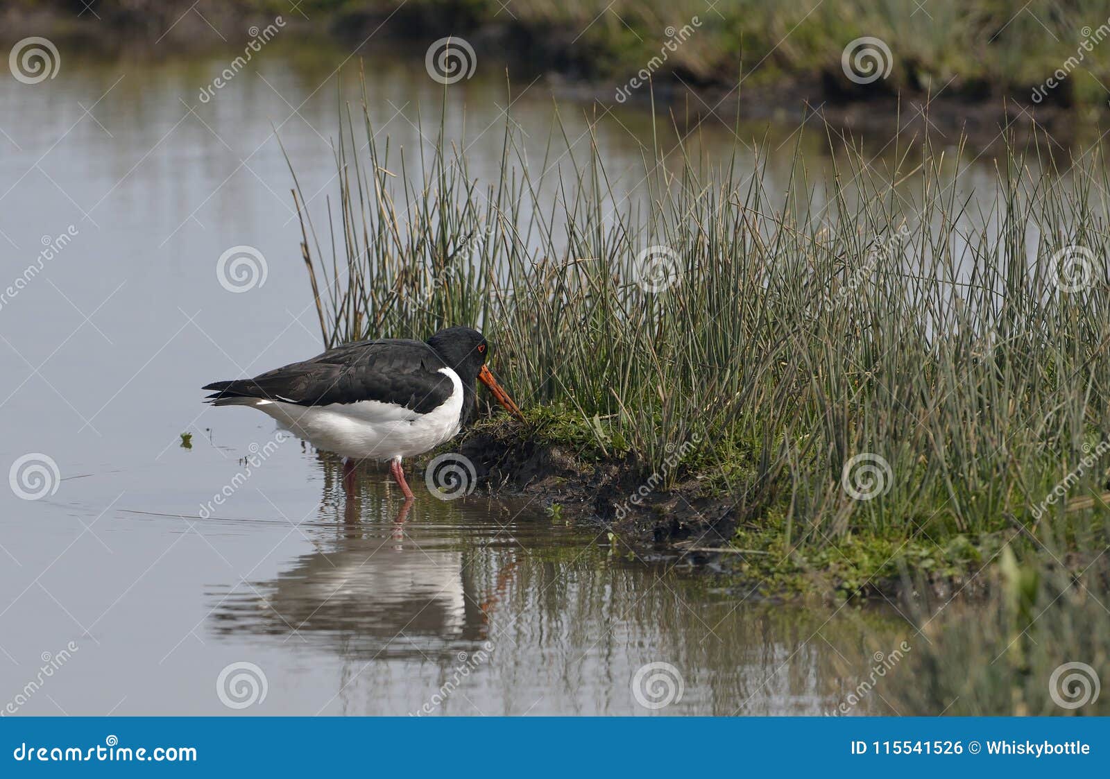 Beccaccia Di Mare Euroasiatica Fotografia Stock - Immagine di attracca ...