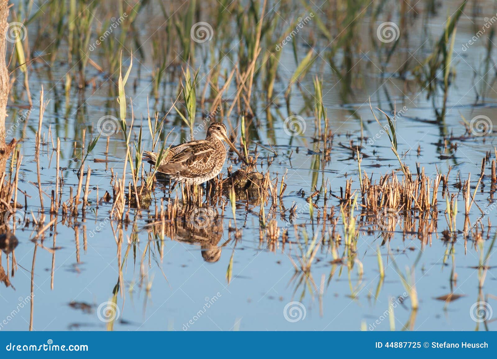 Beccaccino (gallinago Del Gallinago) Immagine Stock - Immagine di ...