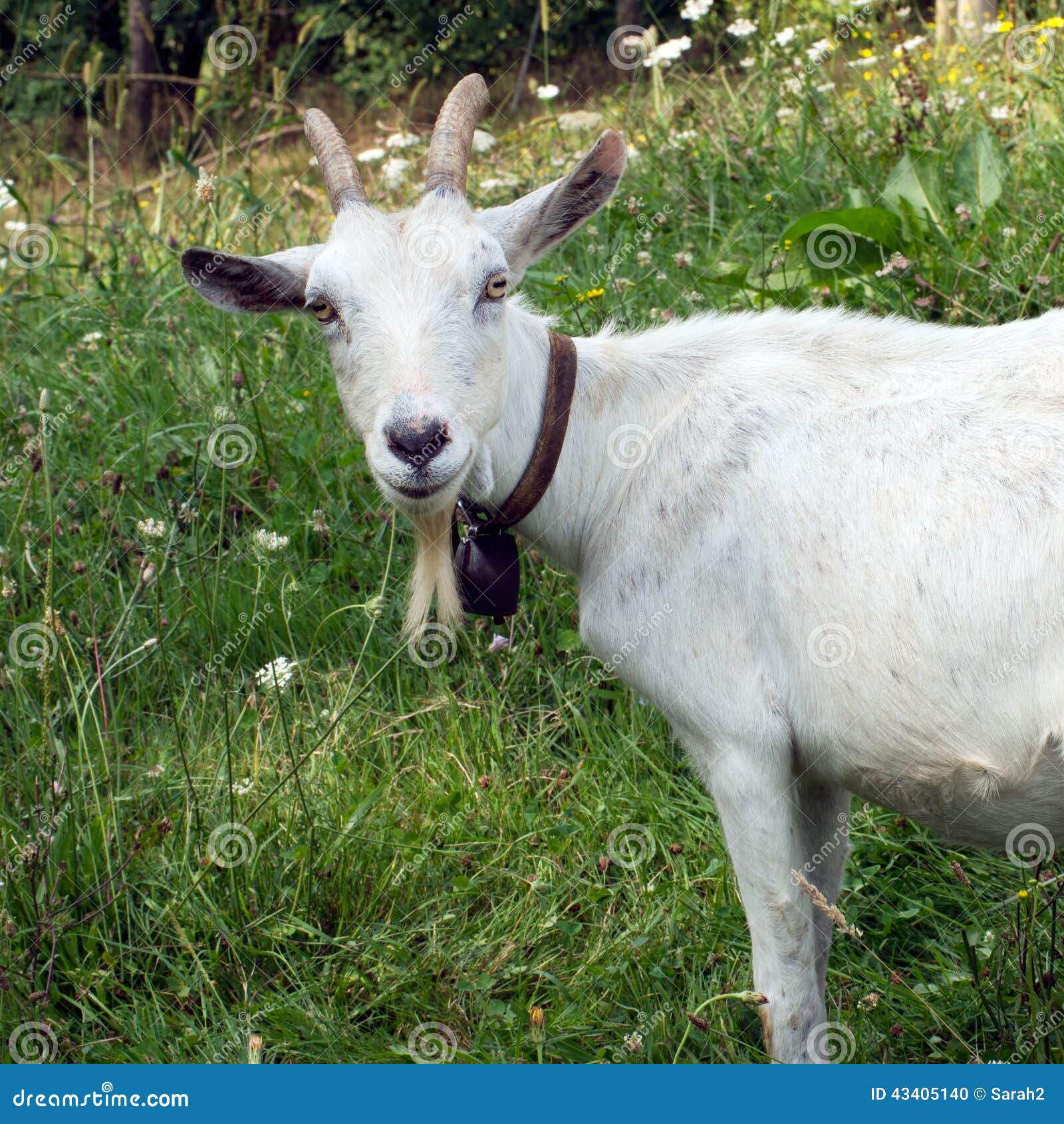 Becco Bianco, Capra Maschio, Nel Campo Fotografia Stock - Immagine di ...