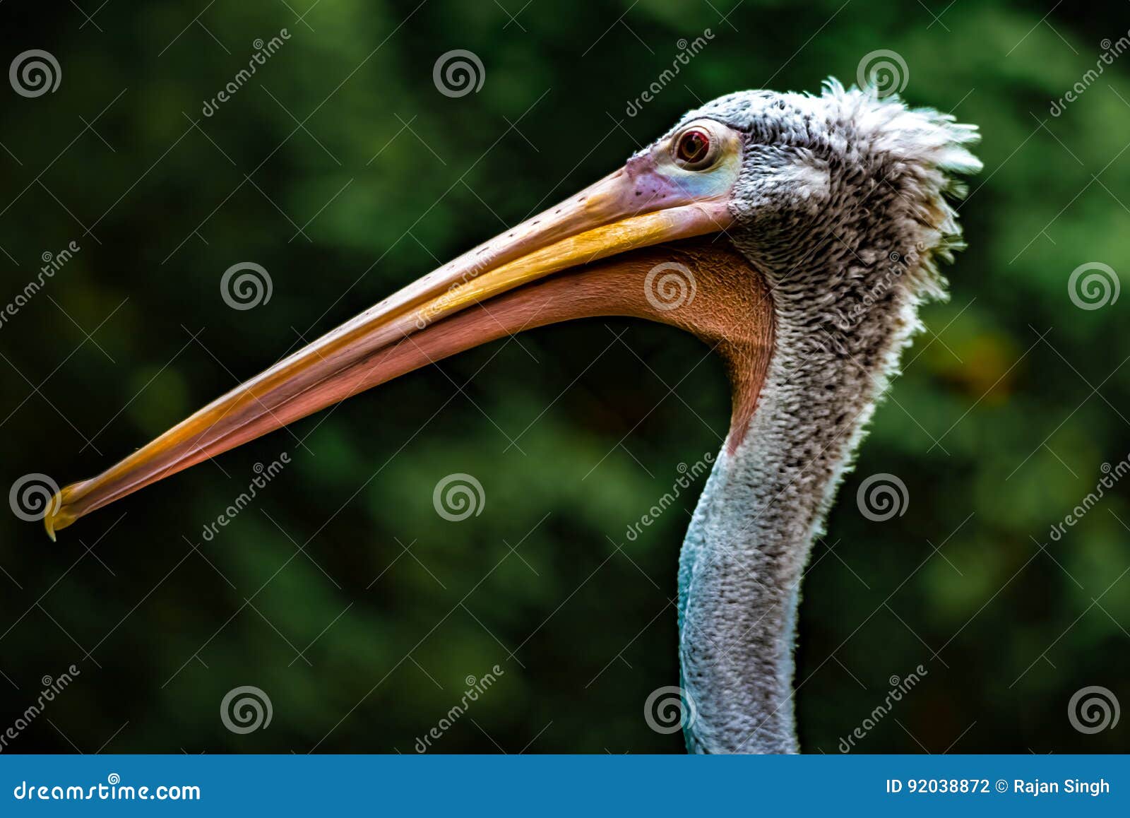 Becco del pellicano fotografia stock. Immagine di sfondo - 92038872