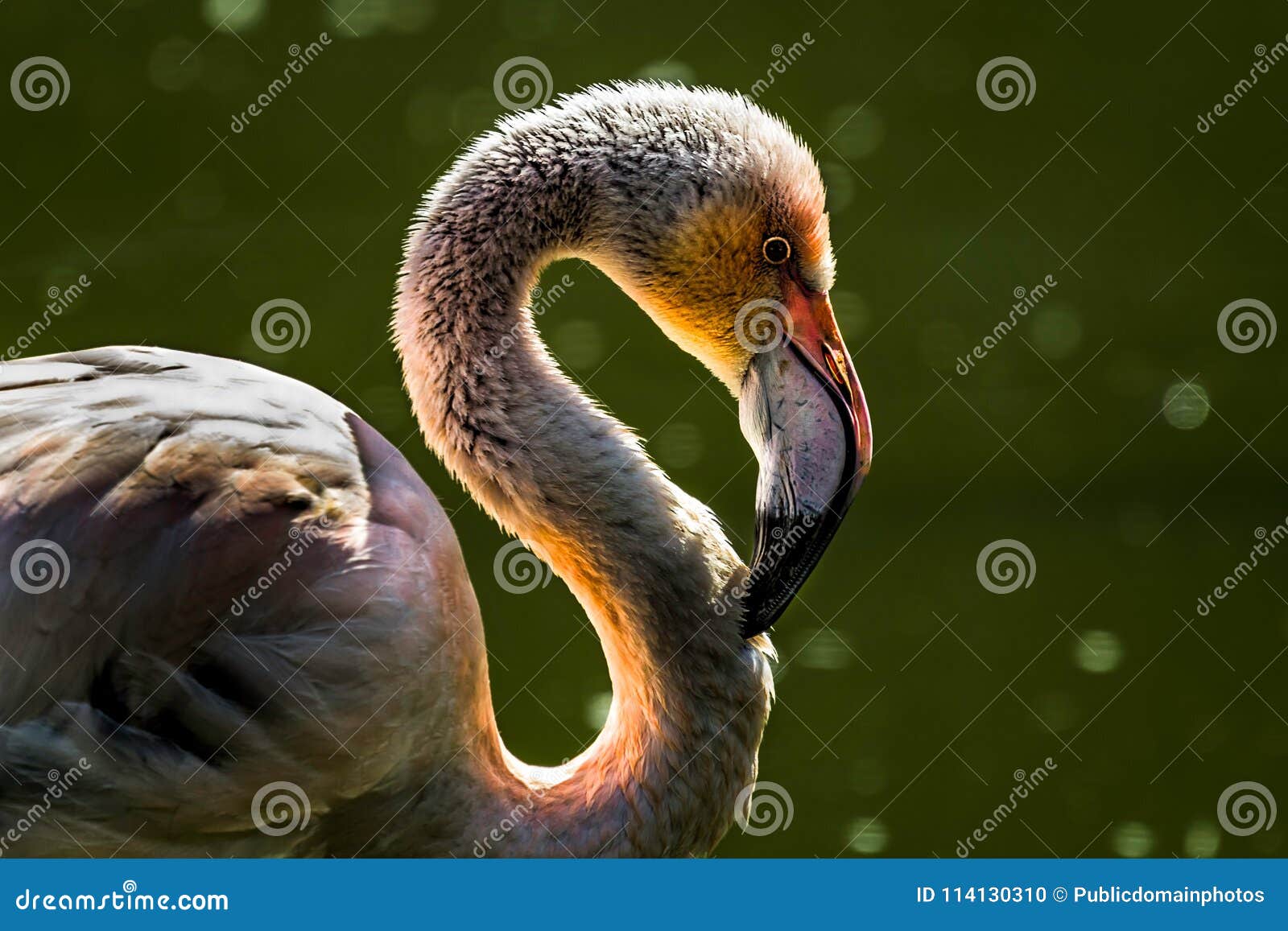 Becco, Uccello, Fauna, Uccello Acquatico Immagine. Immagine: 114130310