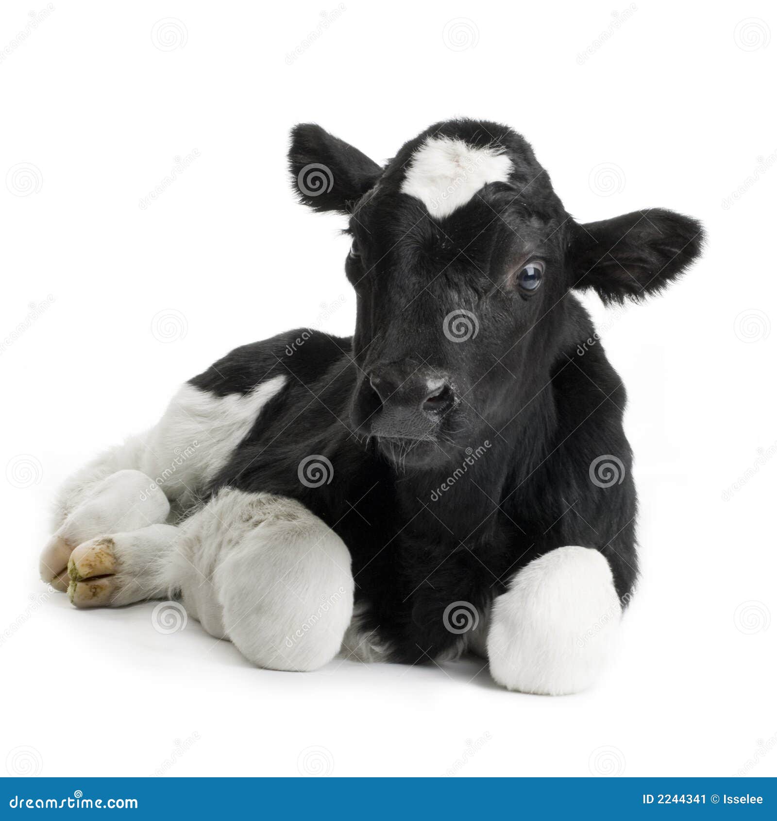 Becerro imagen de archivo. Imagen de llevado, hembra, carne - 2244341