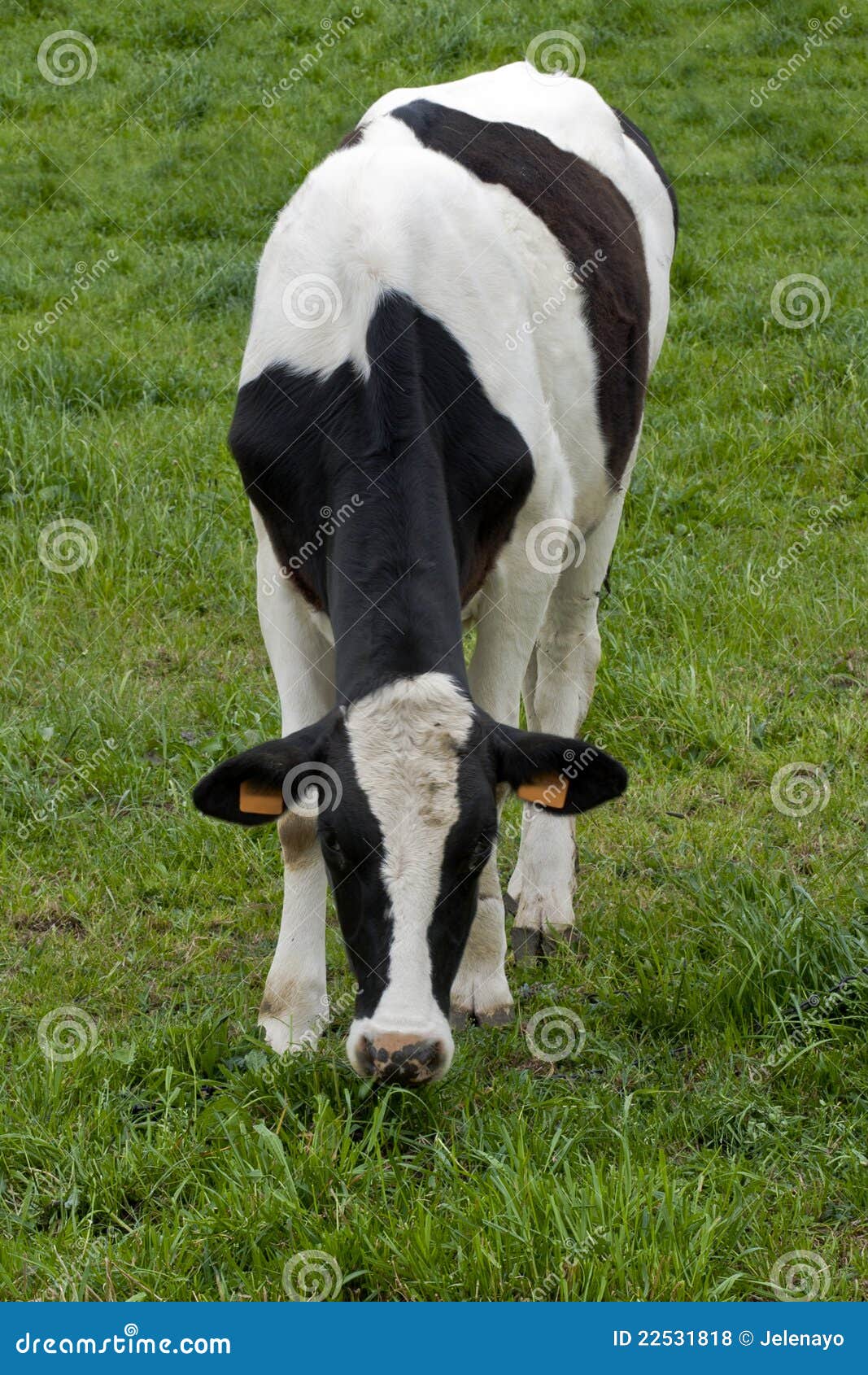 Becerro foto de archivo. Imagen de caras, blanco, ganados - 22531818