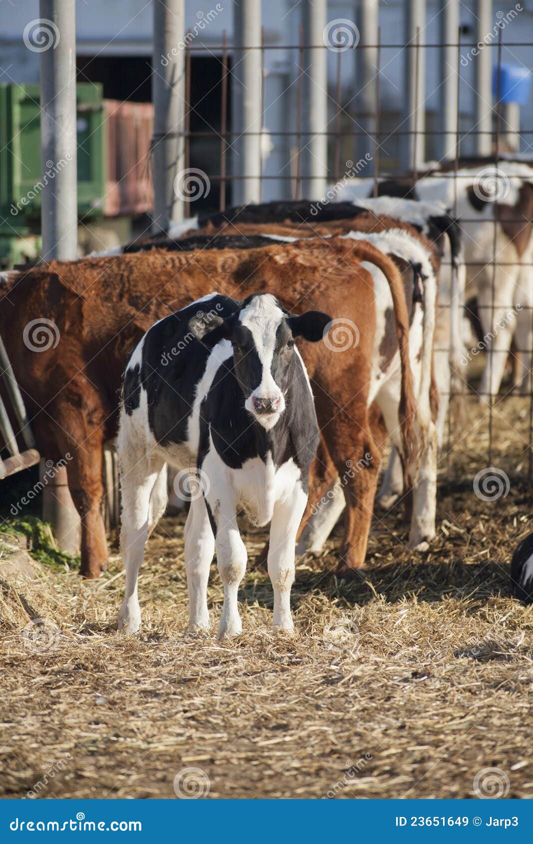 Becerro imagen de archivo. Imagen de animal, campo, rural - 23651649