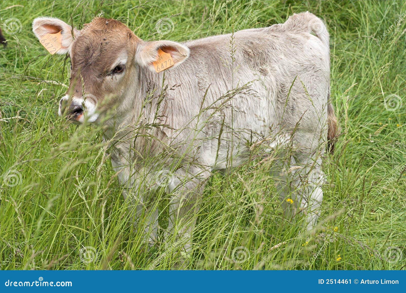 Becerro imagen de archivo. Imagen de rural, leche, campo - 2514461