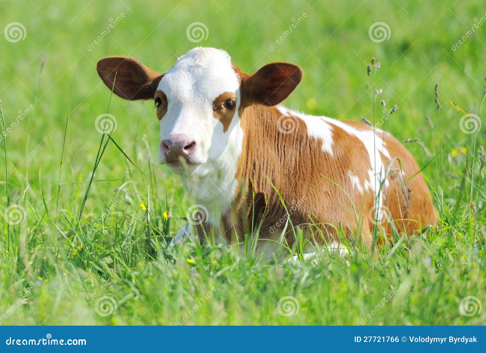 Becerro foto de archivo. Imagen de animal, curioso, herboso - 27721766