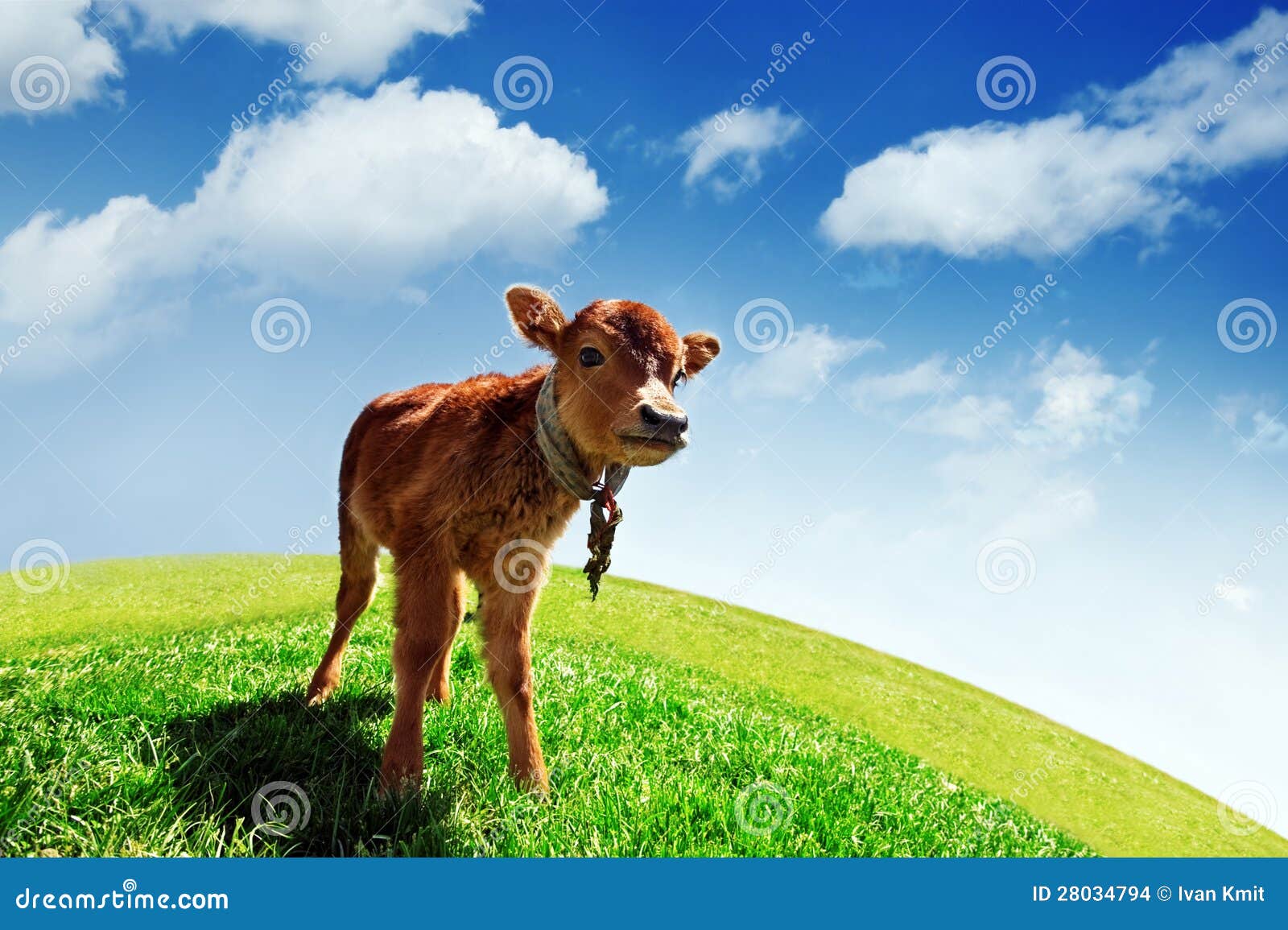 Becerro foto de archivo. Imagen de becerro, agricultura - 28034794