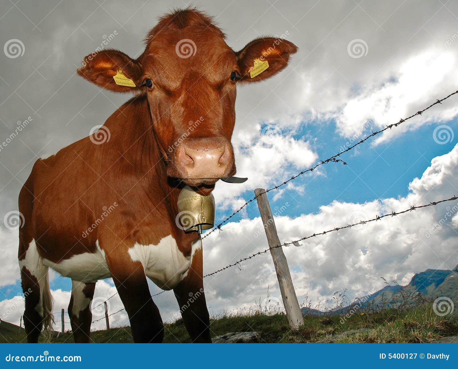 Becerro imagen de archivo. Imagen de inferior, nubes, becerro - 5400127