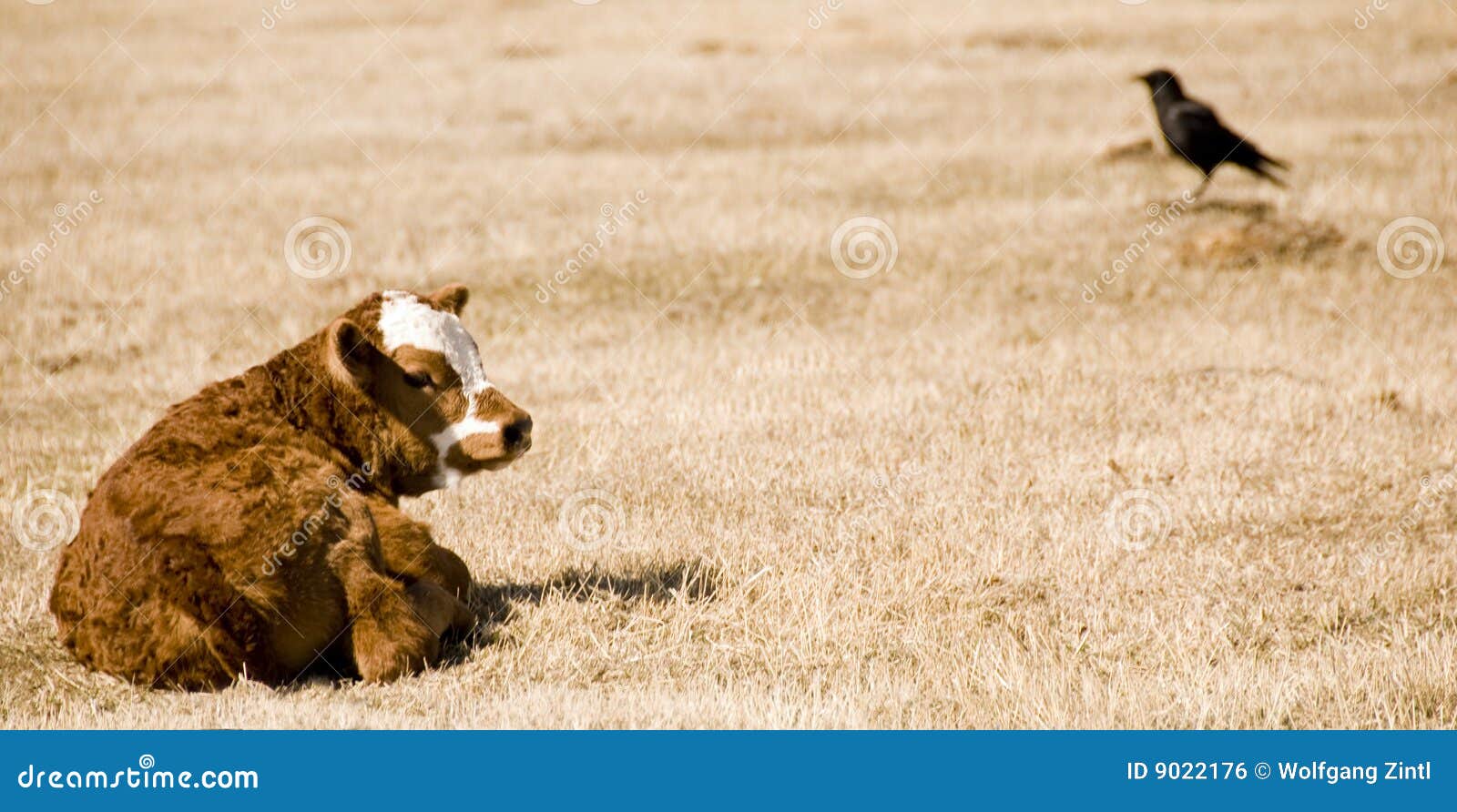 Becerro foto de archivo. Imagen de bebé, pelo, agradable - 9022176