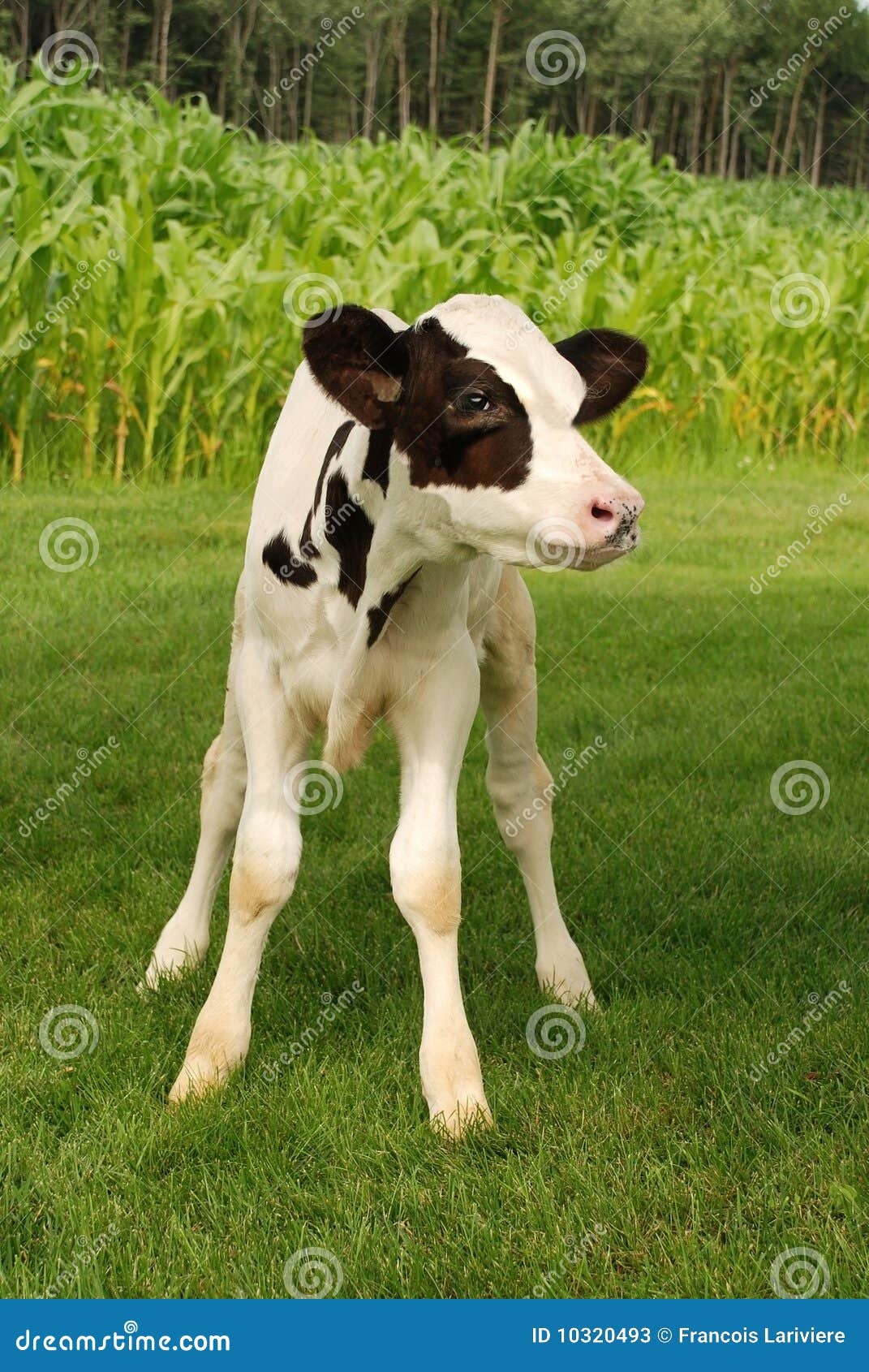 Becerro Blanco Y Negro De Holstein Imagen de archivo - Imagen de vaca ...