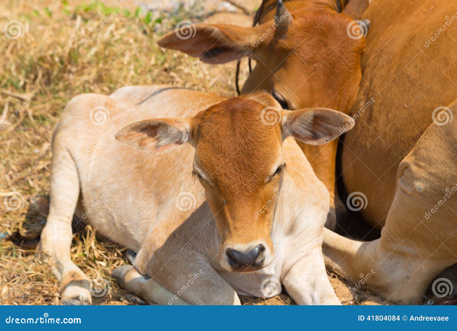 Becerro Bonito Hermoso Del Pelirrojo Foto de archivo - Imagen de grupo ...