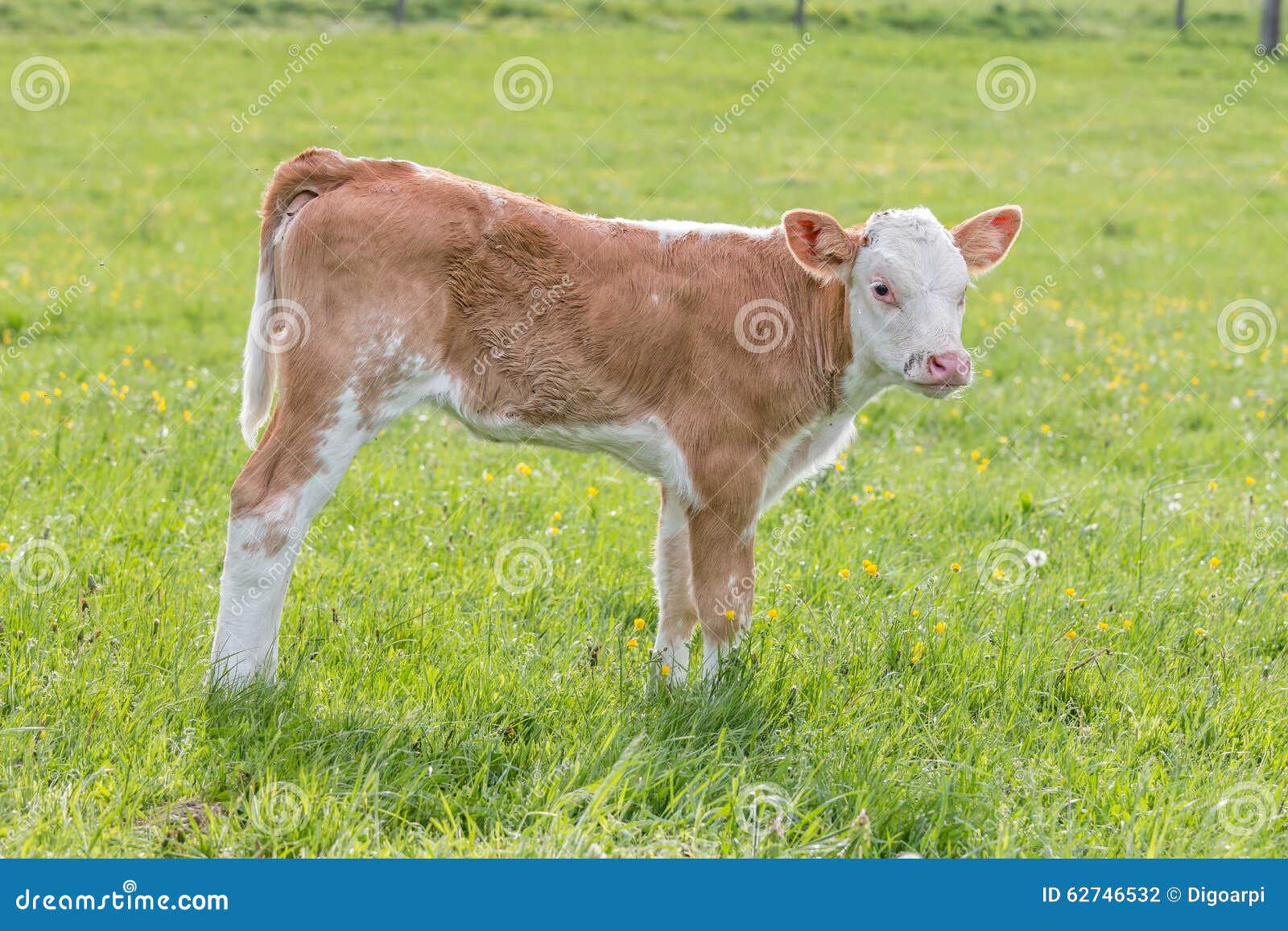 Becerro curioso joven foto de archivo. Imagen de ganado - 62746532