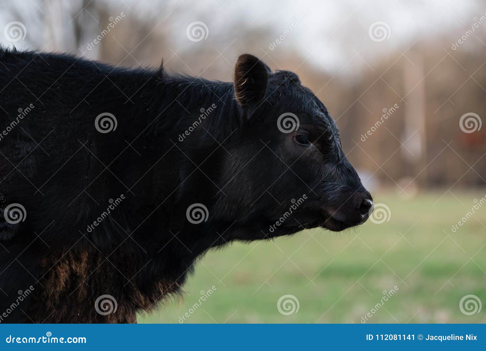 Becerro de Angus en perfil imagen de archivo. Imagen de animal - 112081141