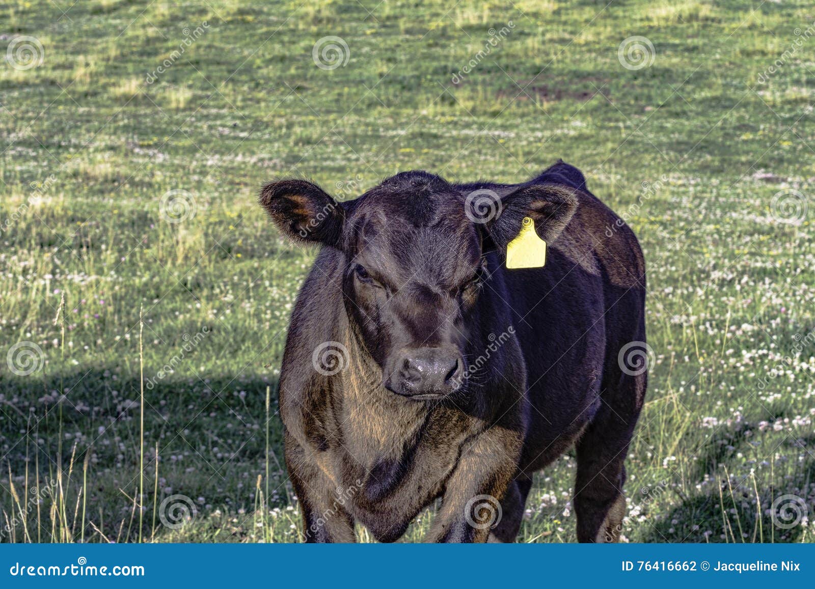 Becerro De Angus En Un Campo Foto de archivo - Imagen de bebé, negro ...
