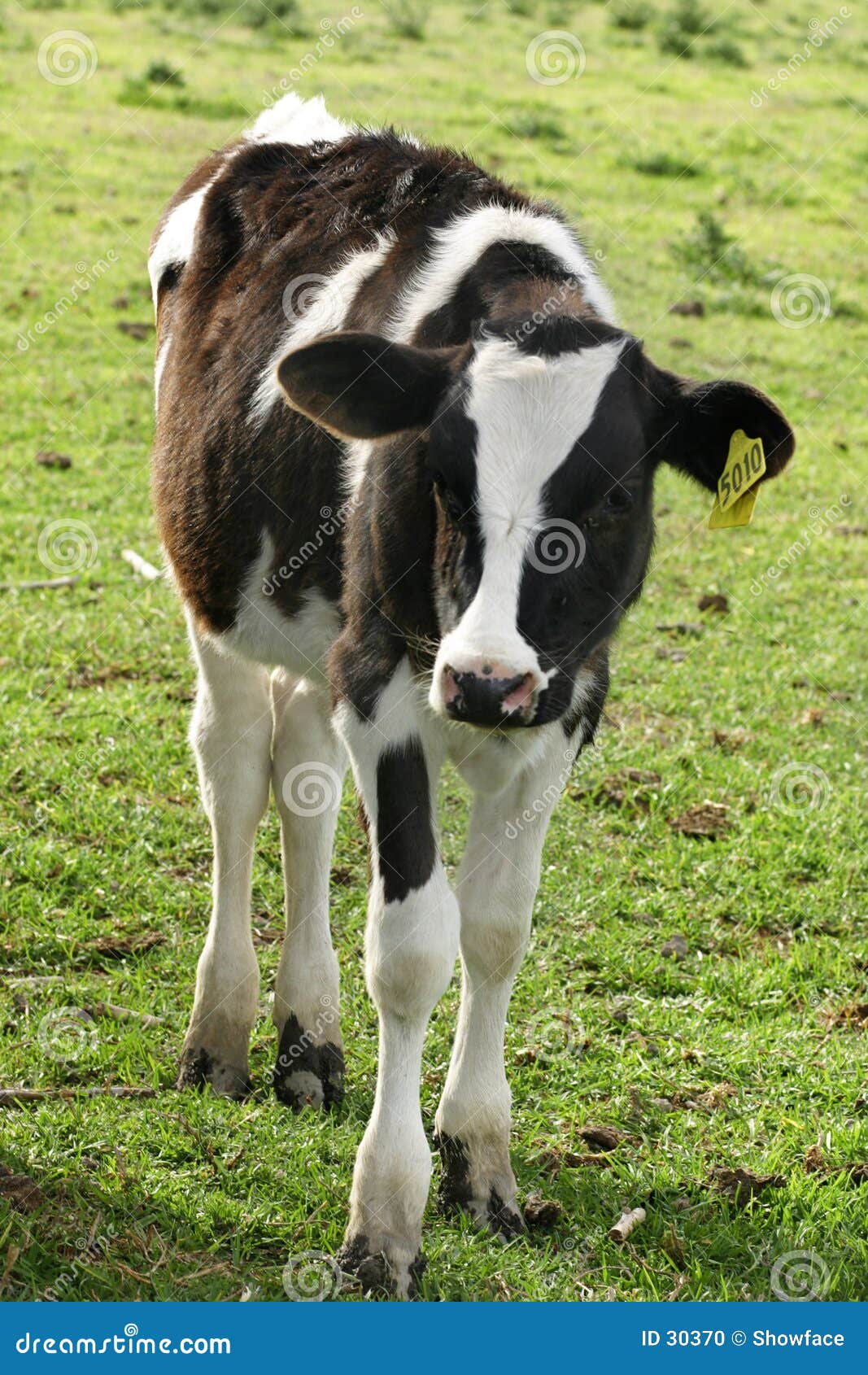 Becerro de la lechería foto de archivo. Imagen de animal - 30370