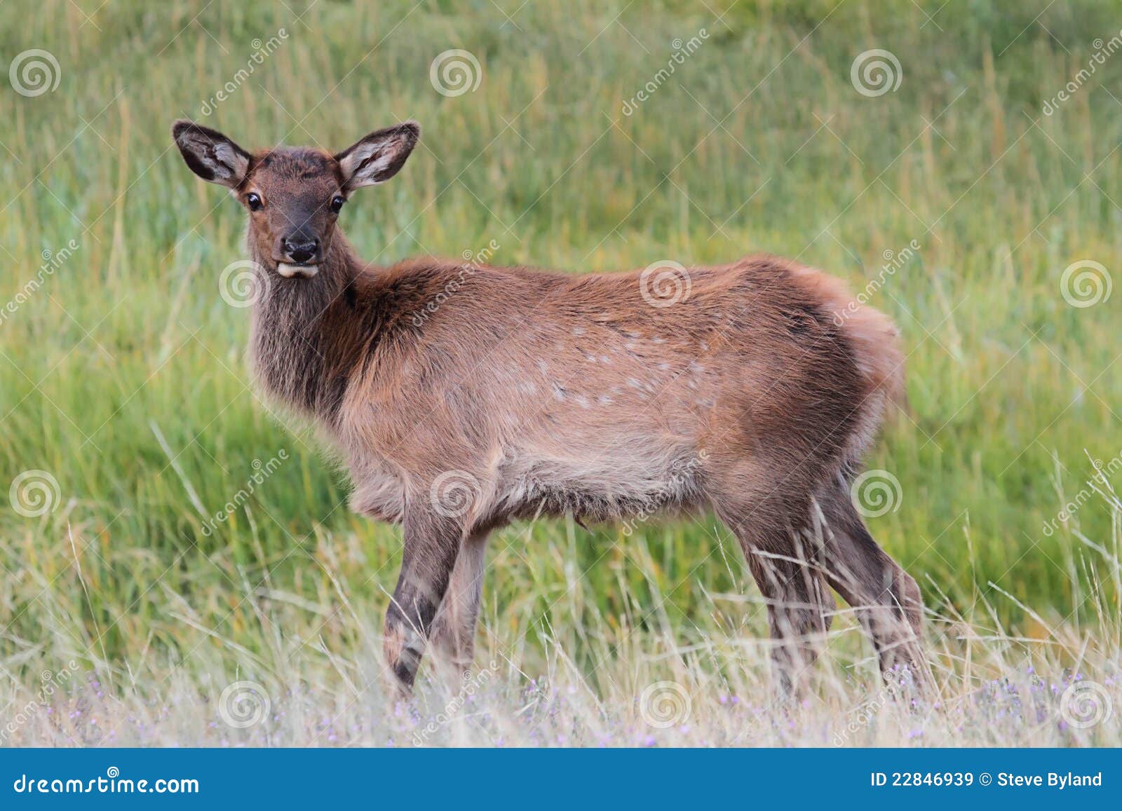 Becerro De Los Alces (canadensis Del Cervus) Imagen de archivo - Imagen ...