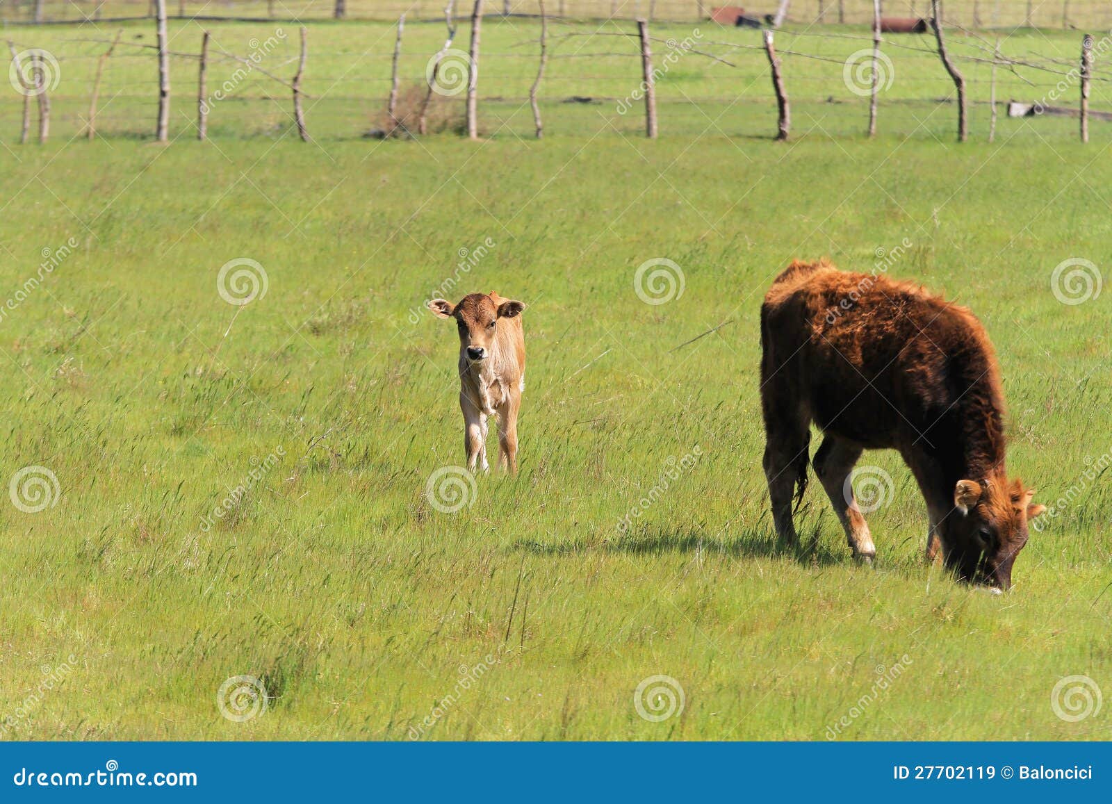 Becerro del bebé imagen de archivo. Imagen de campo, pasto - 27702119