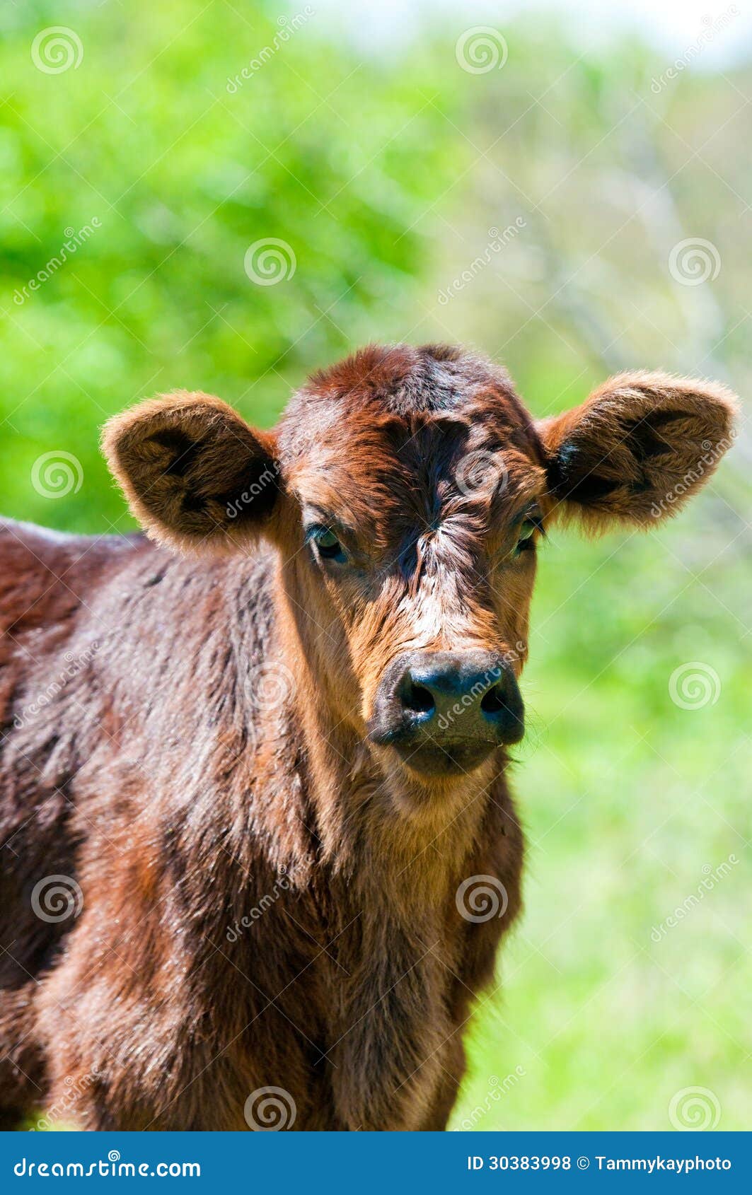 Becerro del bebé de Brown foto de archivo. Imagen de pasto - 30383998