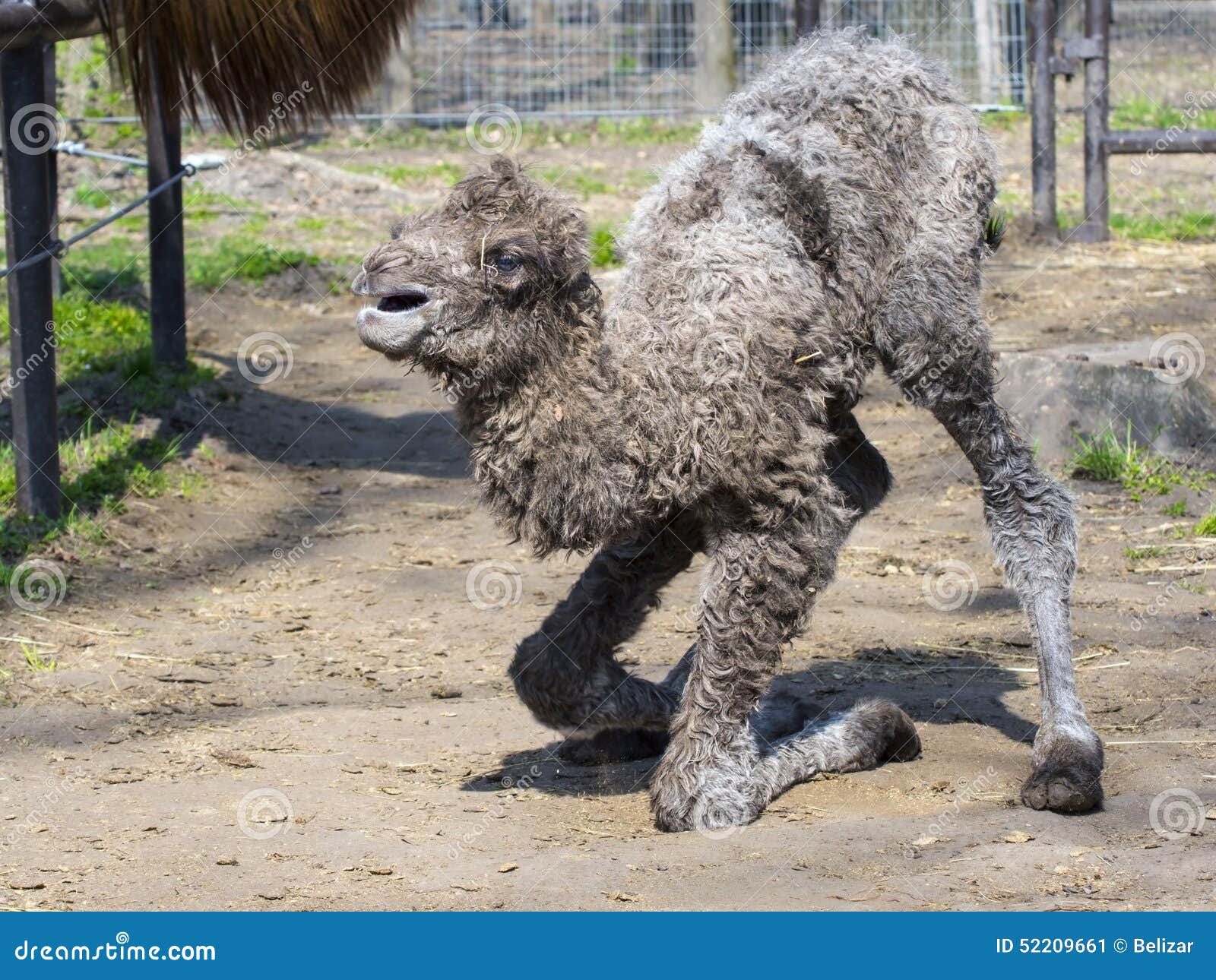 Becerro Del Camello Bactriano (bactrianus Del Camelus) Imagen de ...