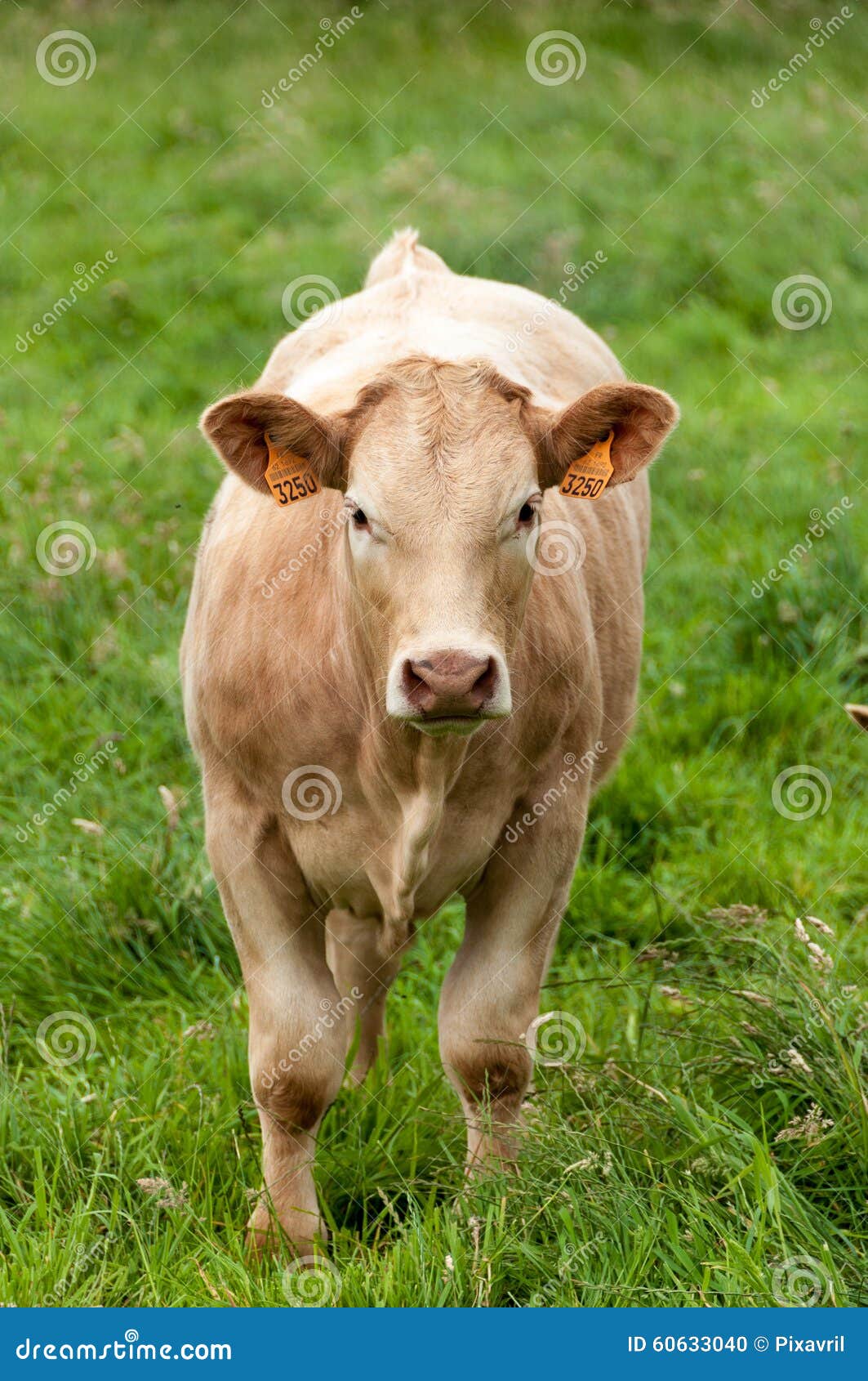 Becerro en un campo foto de archivo. Imagen de becerro - 60633040