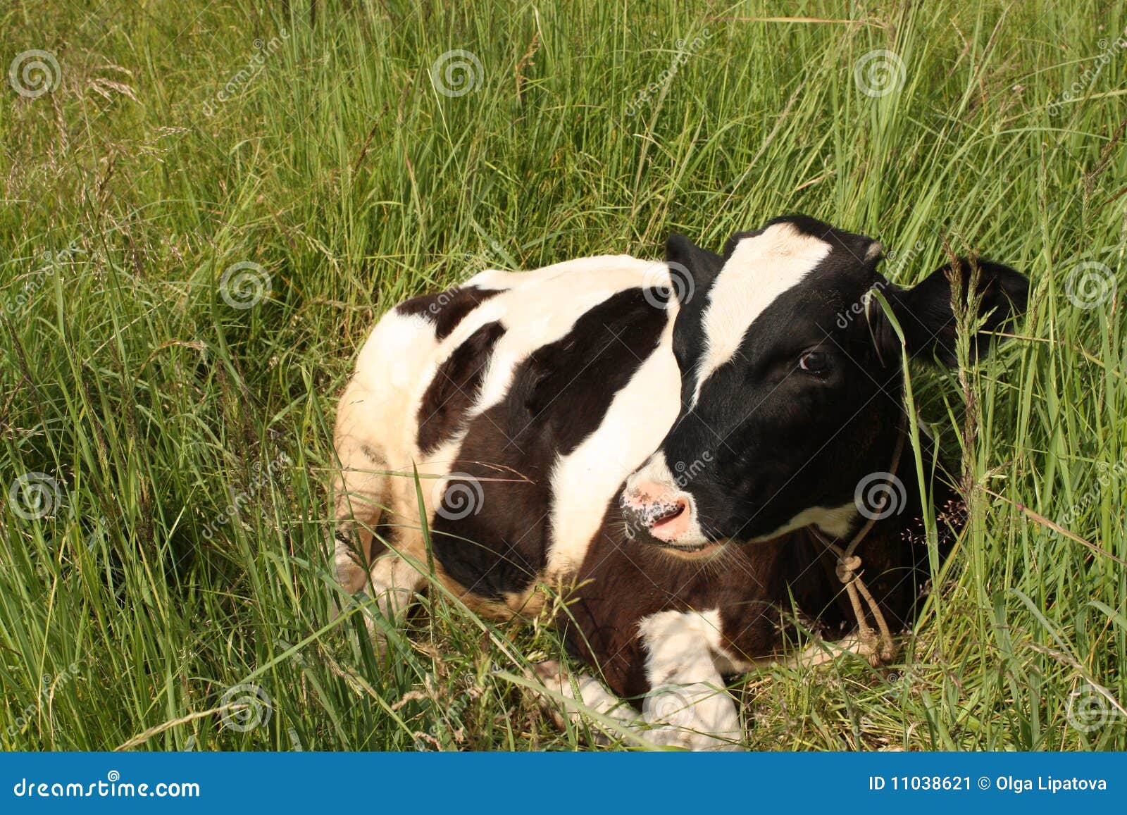 Becerro en un prado imagen de archivo. Imagen de rancho - 11038621