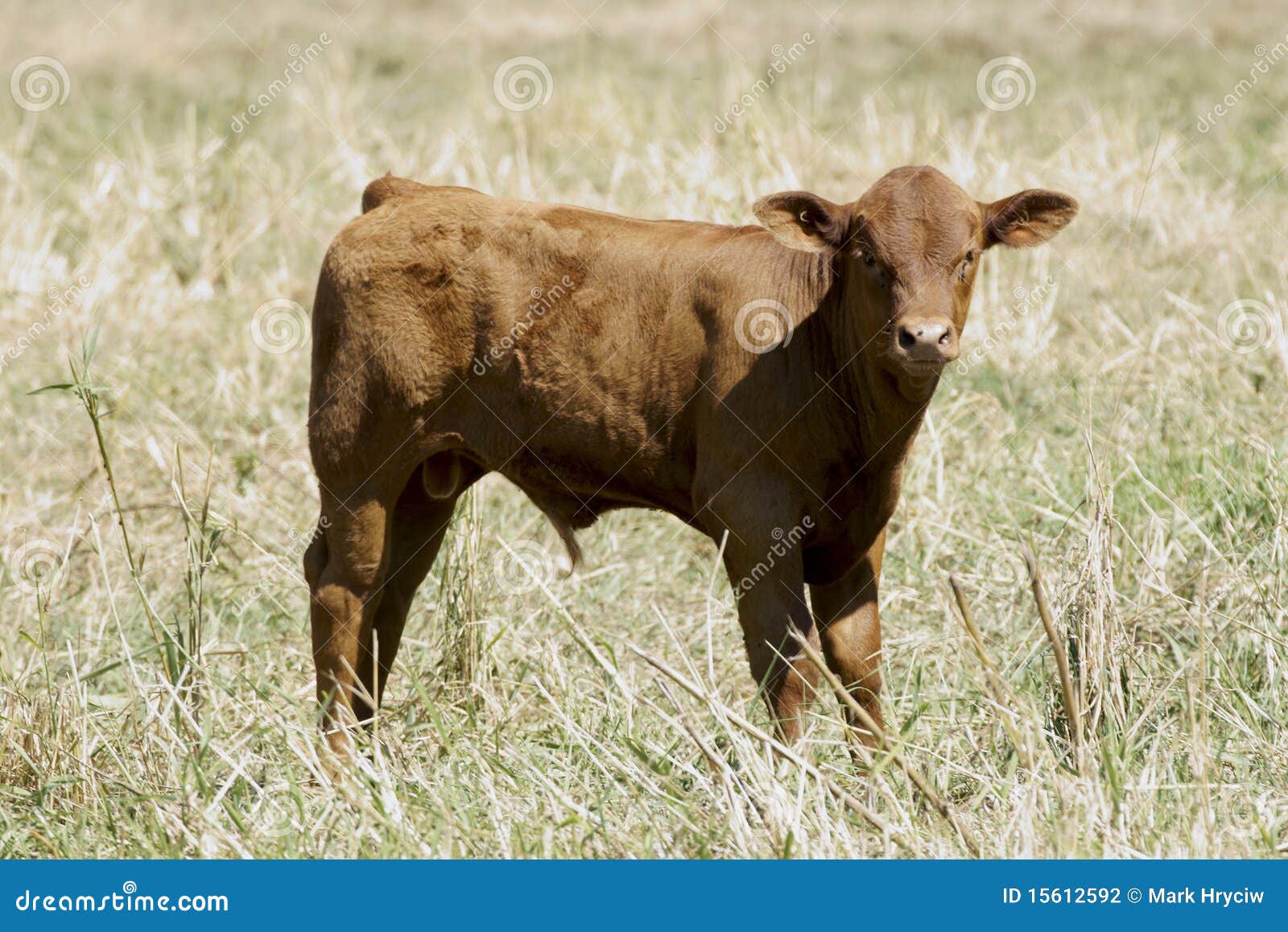 Becerro joven de Hereford foto de archivo. Imagen de agricultura - 15612592