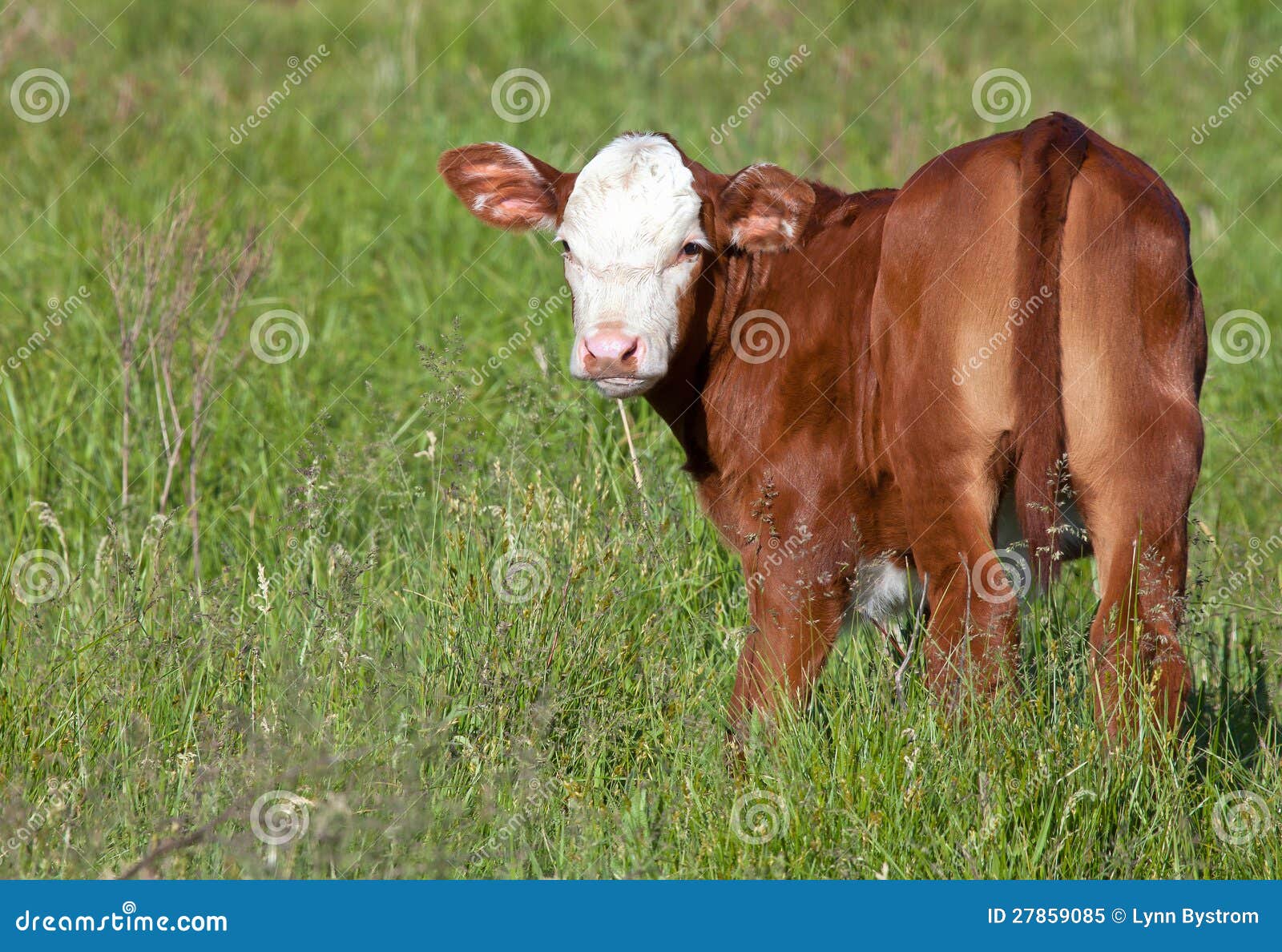 273 Becerro Joven De Hereford Fotos - Libres de Derechos y Gratuitas de ...