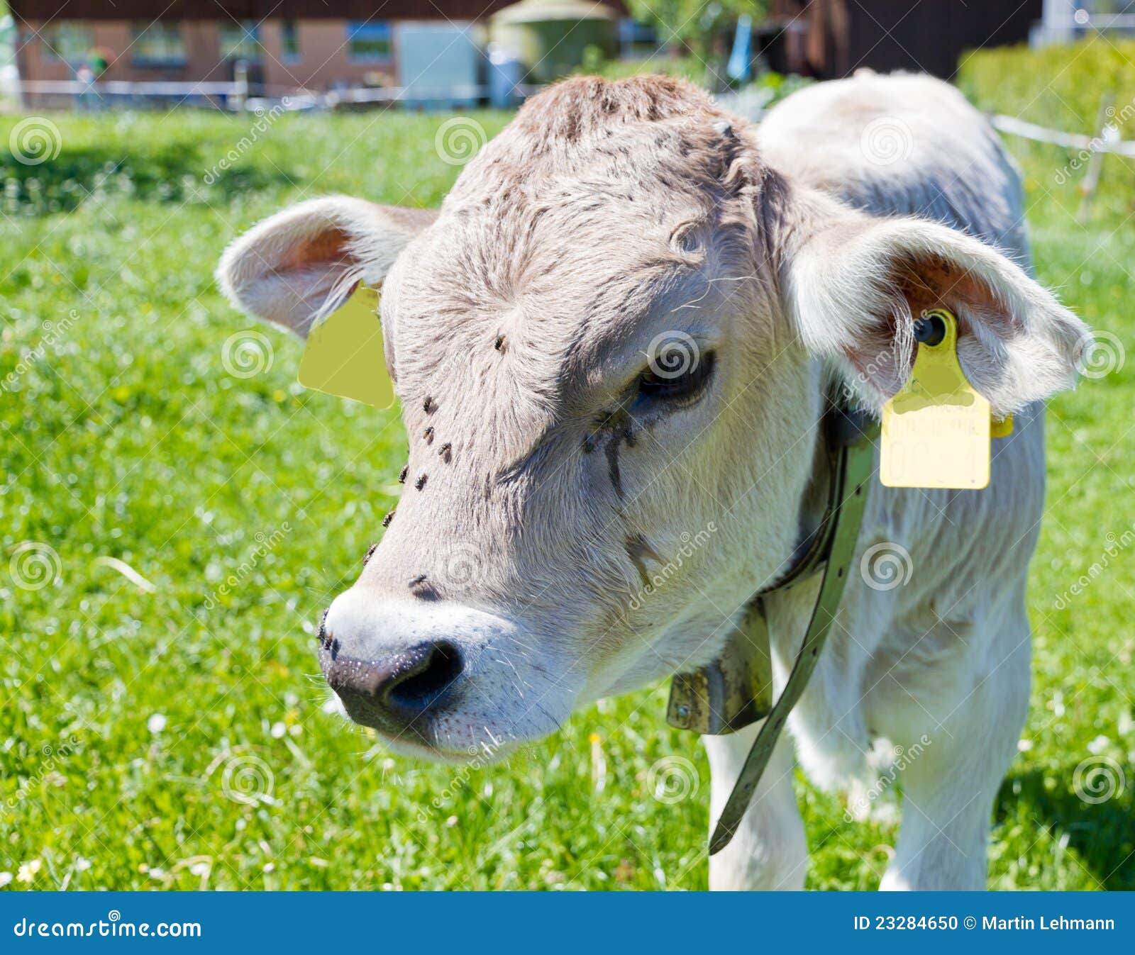 Becerro joven en granja foto de archivo. Imagen de primer - 23284650