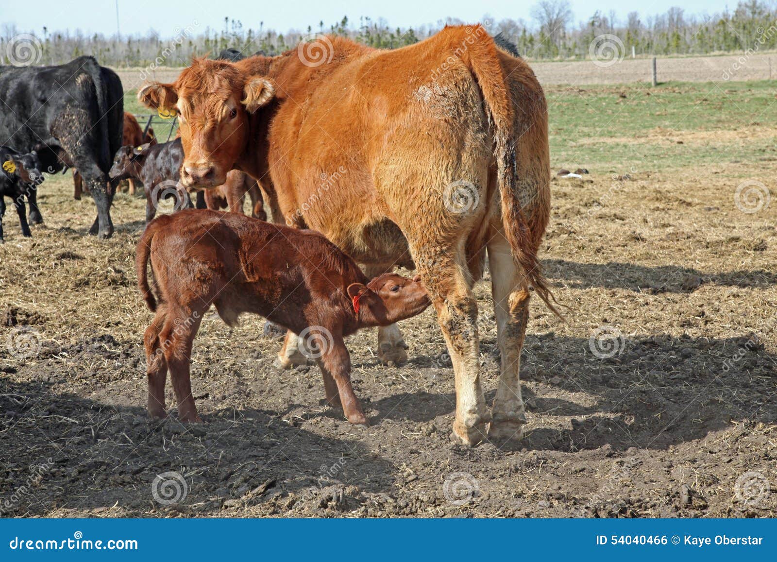 Becerro Joven Que Disfruta De Su Comida Siguiente Foto de archivo ...