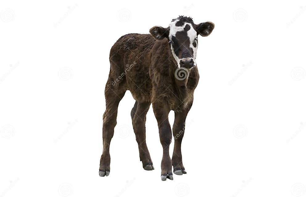 Becerro o vaca joven foto de archivo. Imagen de doméstico - 5173114