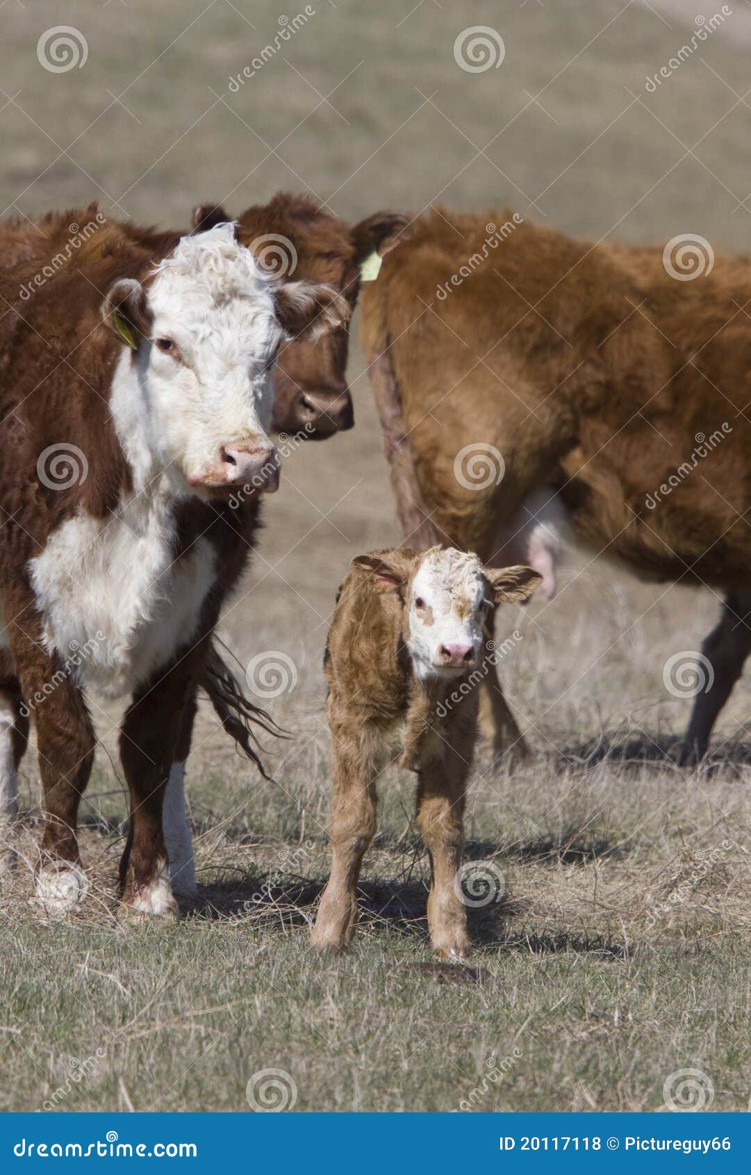 Becerro recién nacido foto de archivo. Imagen de inocencia - 20117118