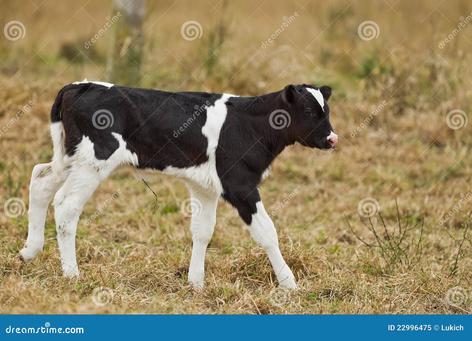 Becerro recién nacido imagen de archivo. Imagen de inocencia - 22996475