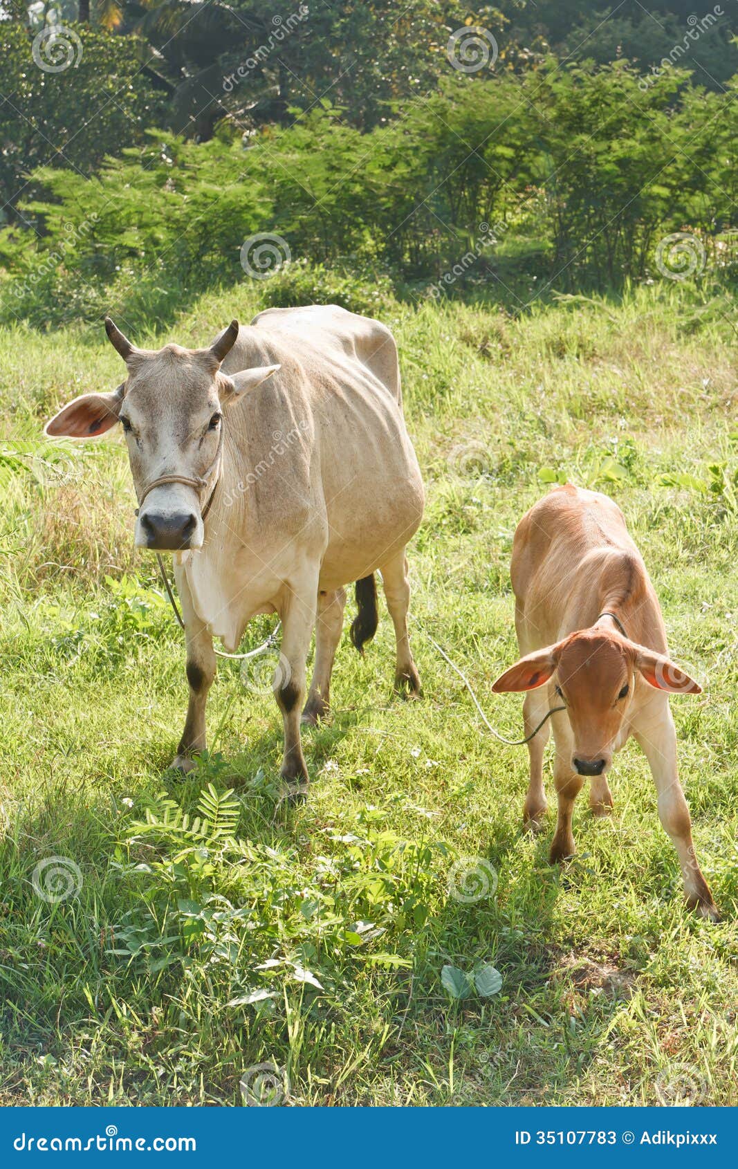 Becerro y vaca imagen de archivo. Imagen de becerro, casta - 35107783