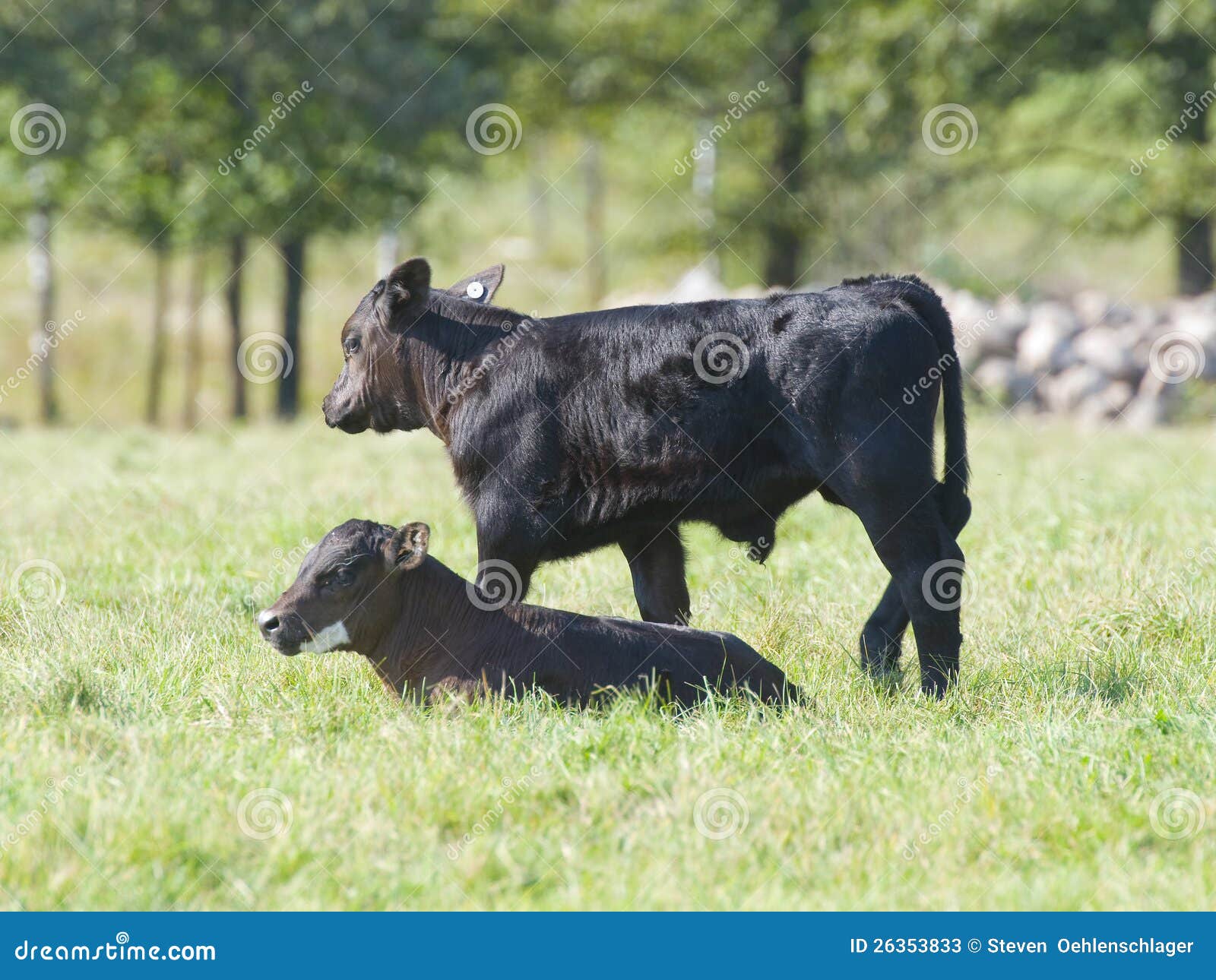Becerros de Angus imagen de archivo. Imagen de carne - 26353833