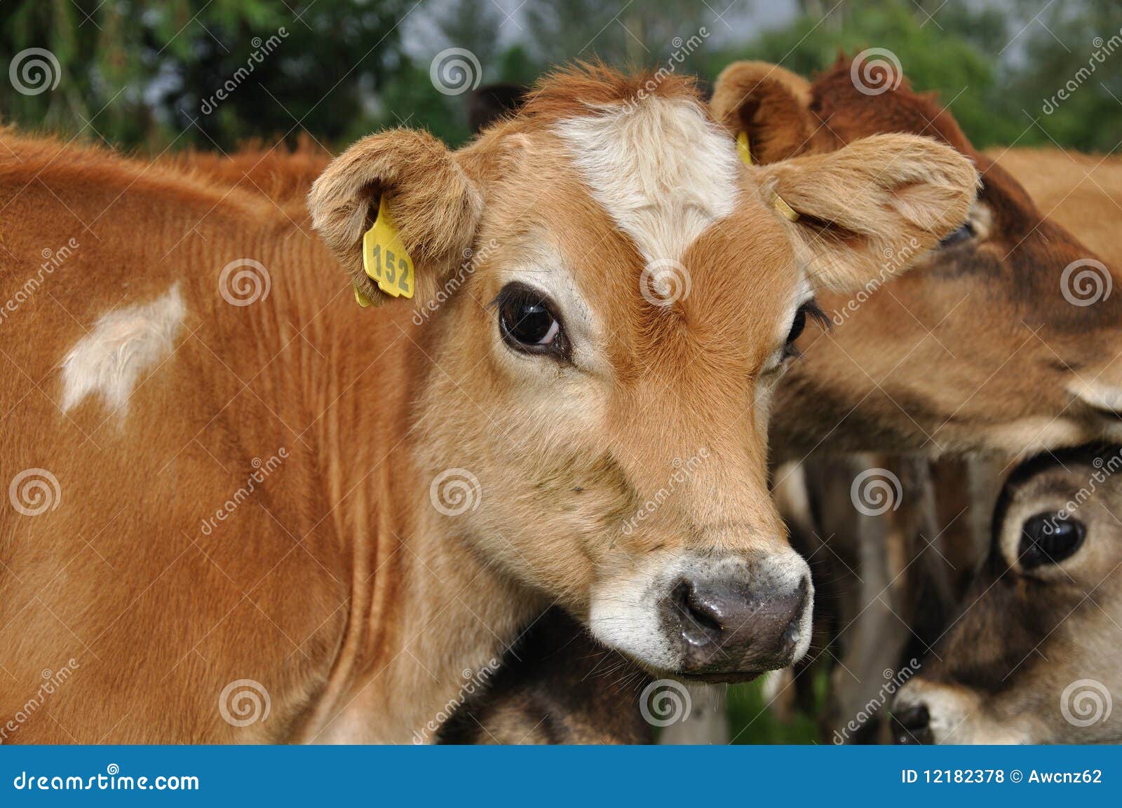 Becerros de Jersey foto de archivo. Imagen de leche, vacas - 12182378