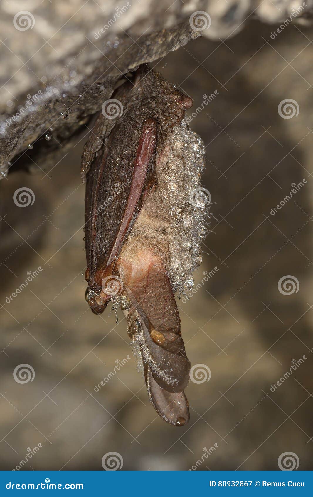 Bechstein`s Bat Myotis Bechsteinii Royalty-Free Stock Image ...