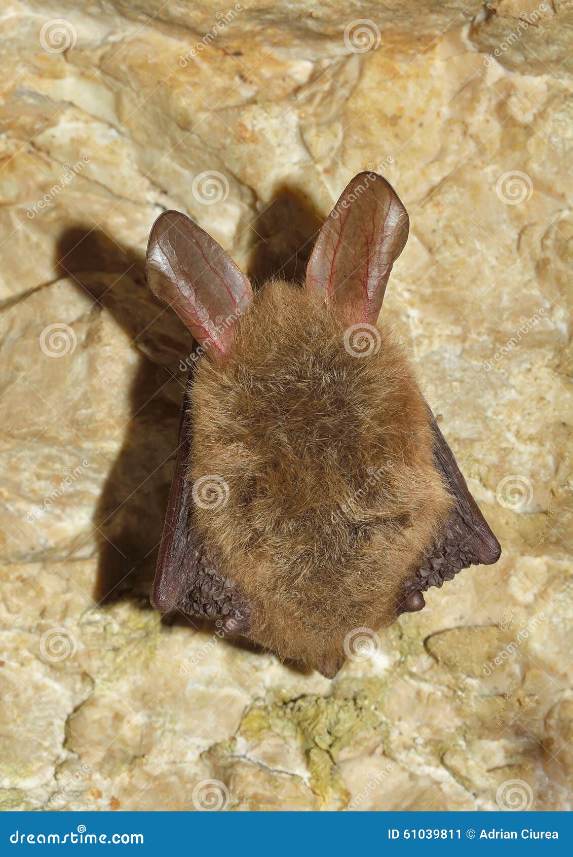 Bechstein S Bat (Myotis Bechsteinii) Stock Image - Image of premolar ...