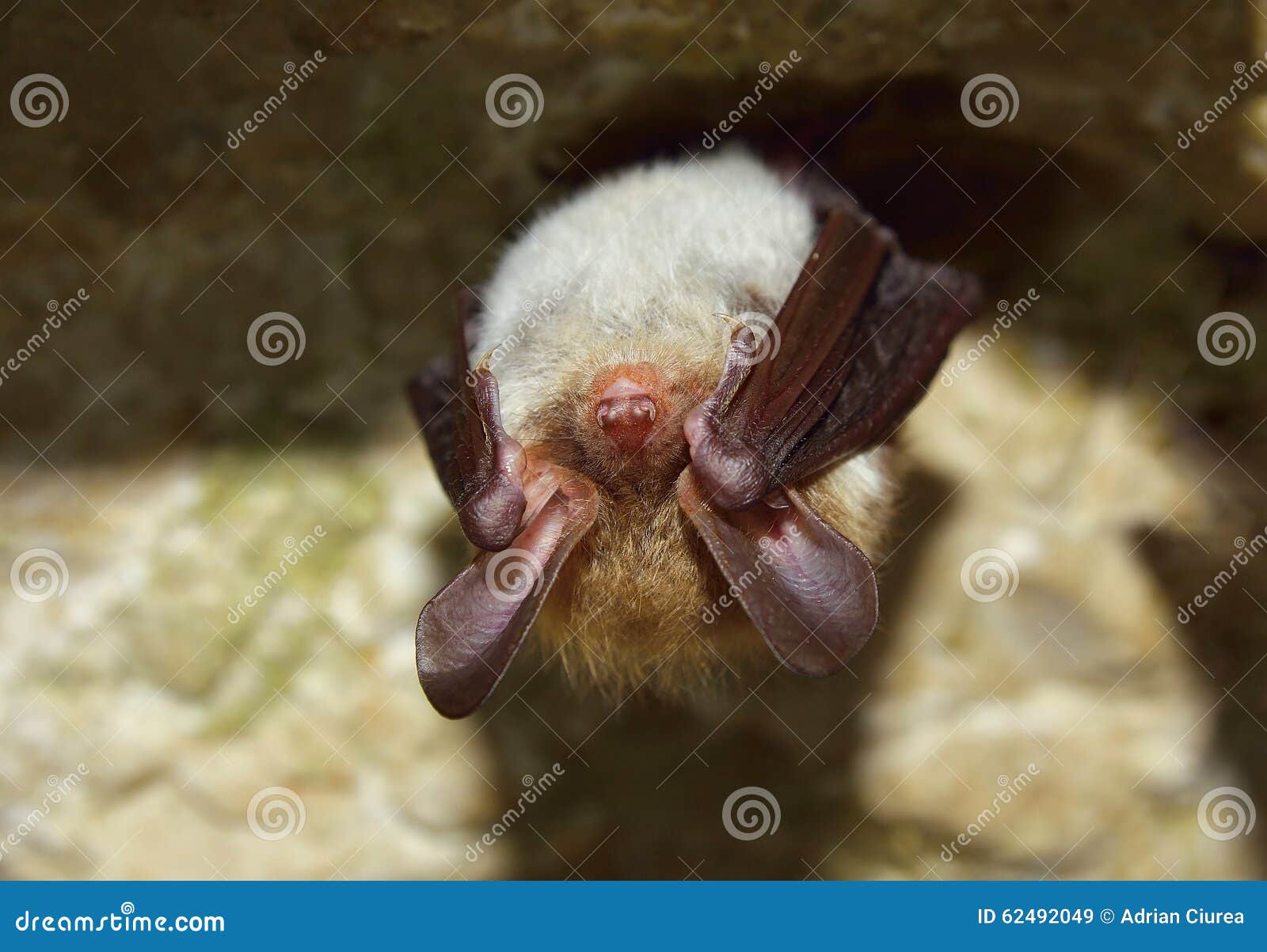 Bechstein S Bat (Myotis Bechsteinii) Stock Image - Image of myotis ...