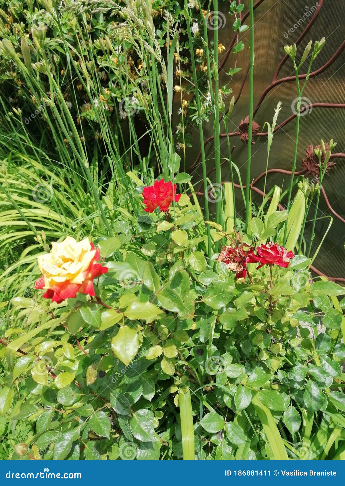 Bicolored Roses Near the Fence Stock Image - Image of plants, fence ...