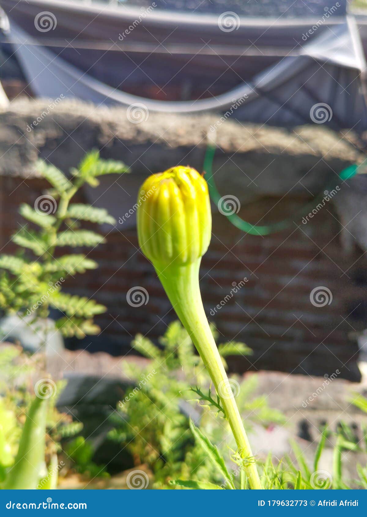 Become a flower stock image. Image of plant, autumn - 179632773