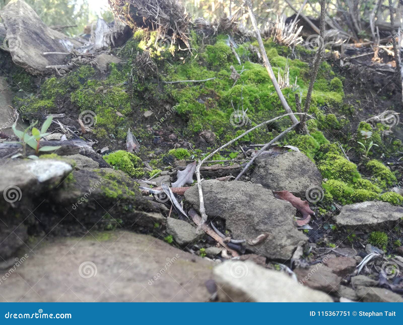 Become nature stock image. Image of nature, dwarf, mountains - 115367751