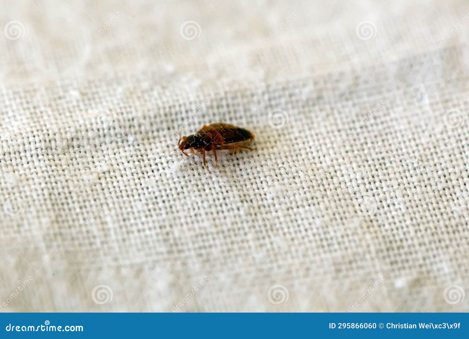 Bed Bug Cimex Lectularius Parasitic Insects Of The Cimicid Family Feeds ...