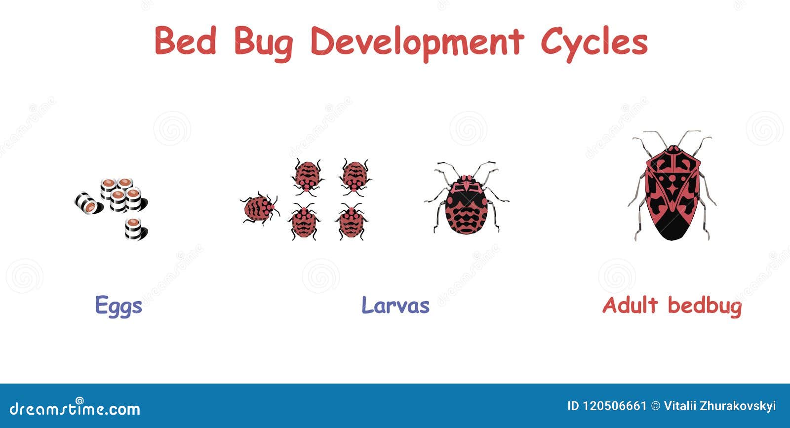 Bed Bug Development Cycles. Education Vector Illustration ...